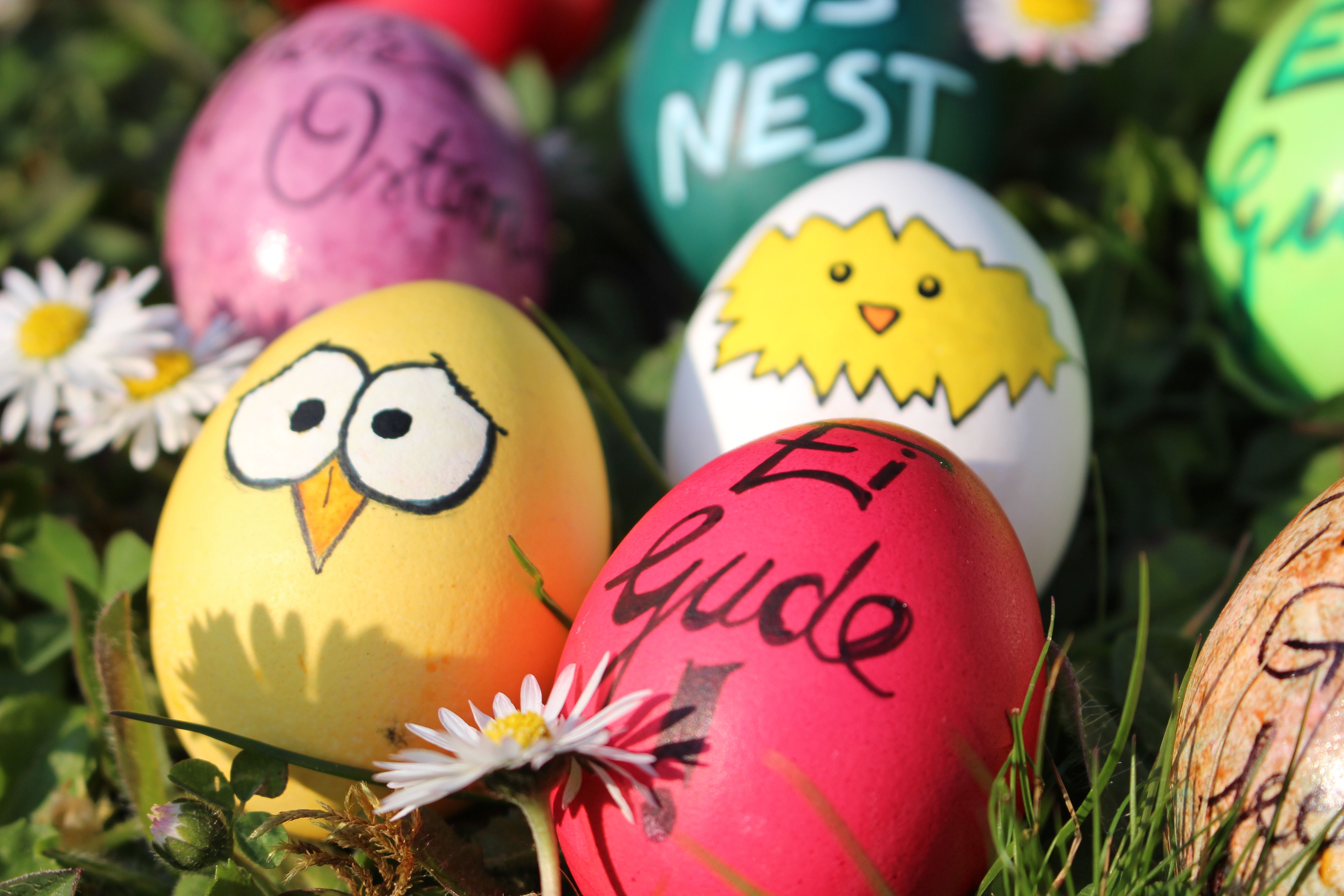 Colorful Easter Eggs with Daisies Outdoors · Free Stock Photo
