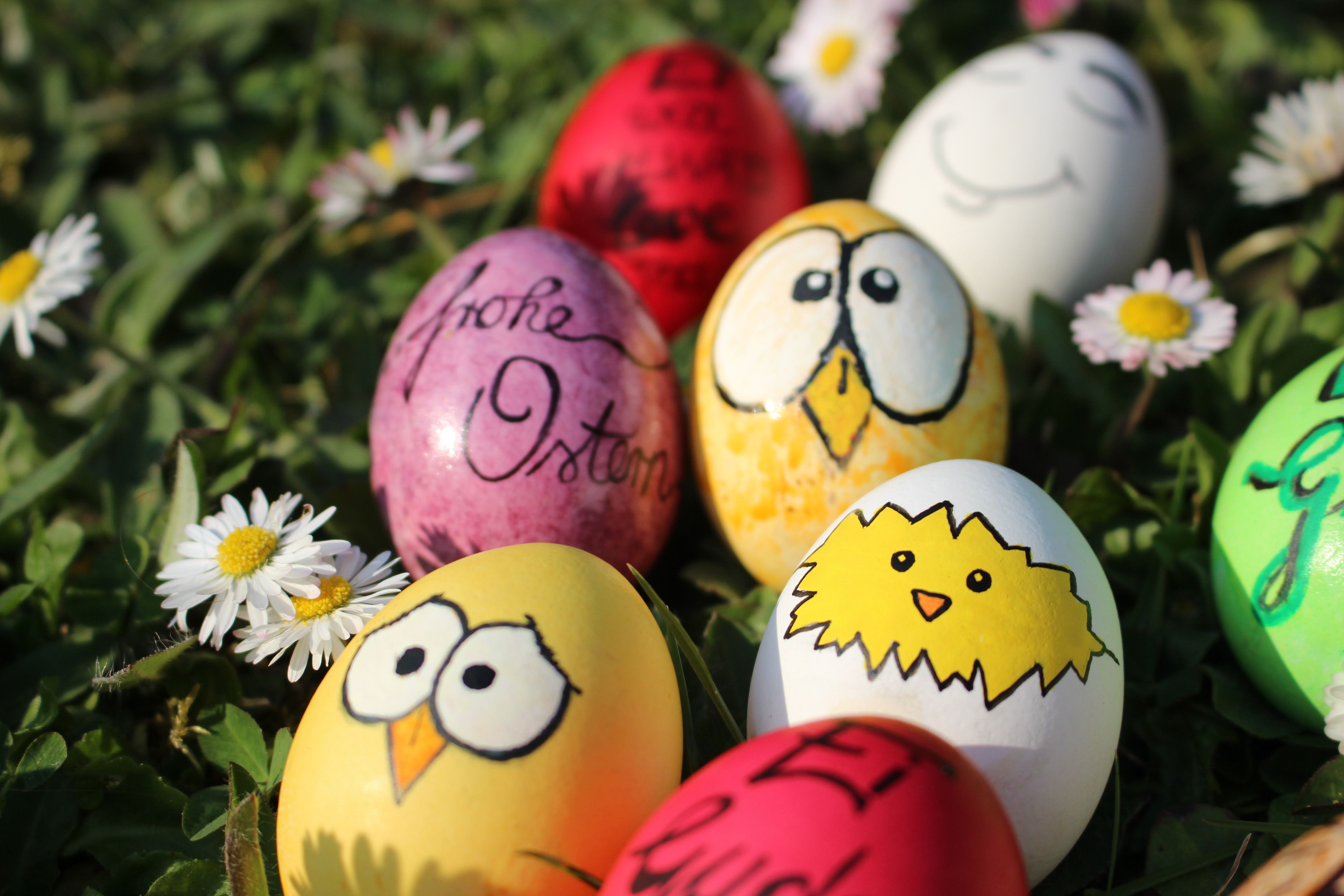 Colorful Easter Eggs with Daisies Outdoors · Free Stock Photo