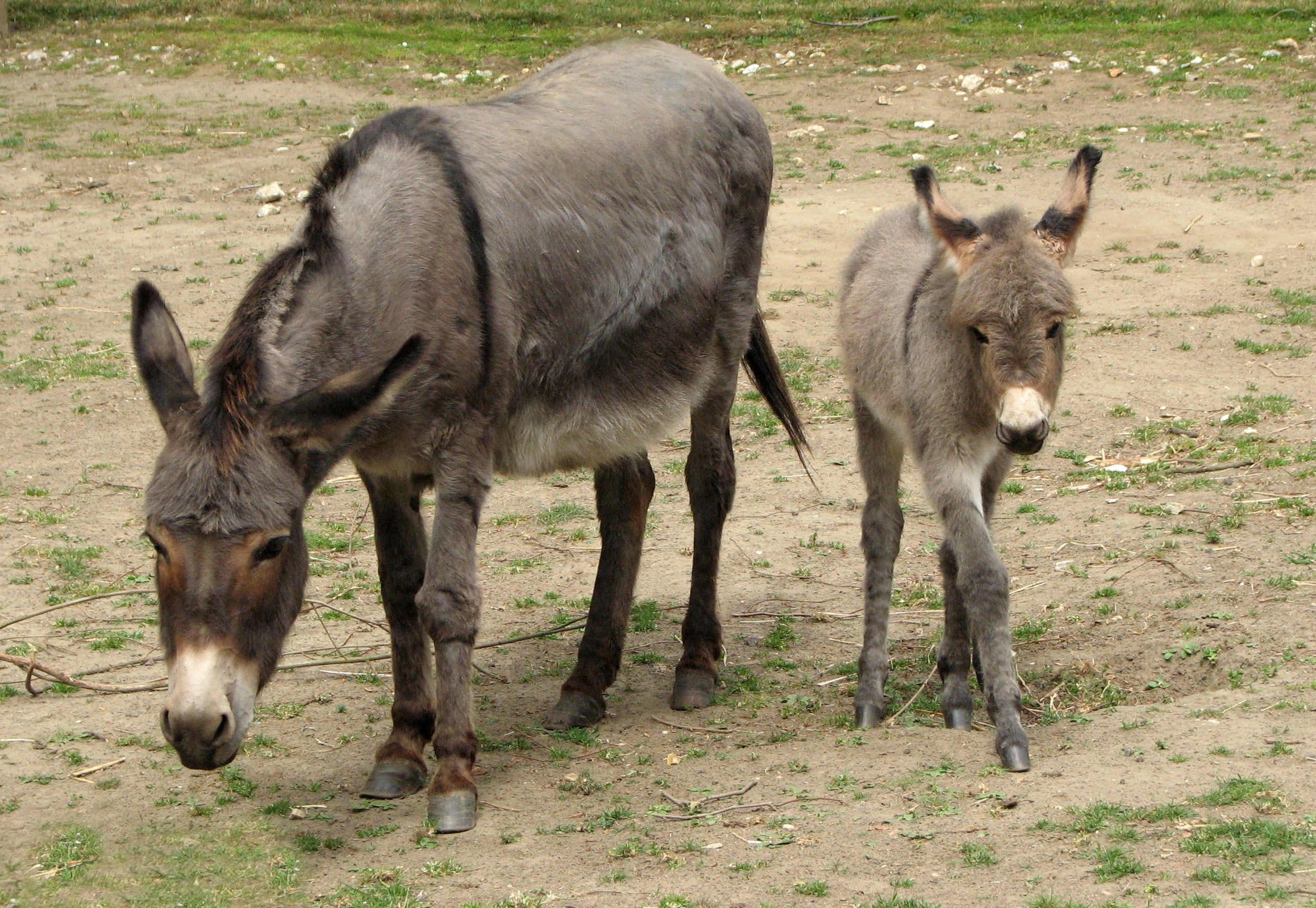 Foto de stock gratuita sobre agricultura, al aire libre, animal, animal ...