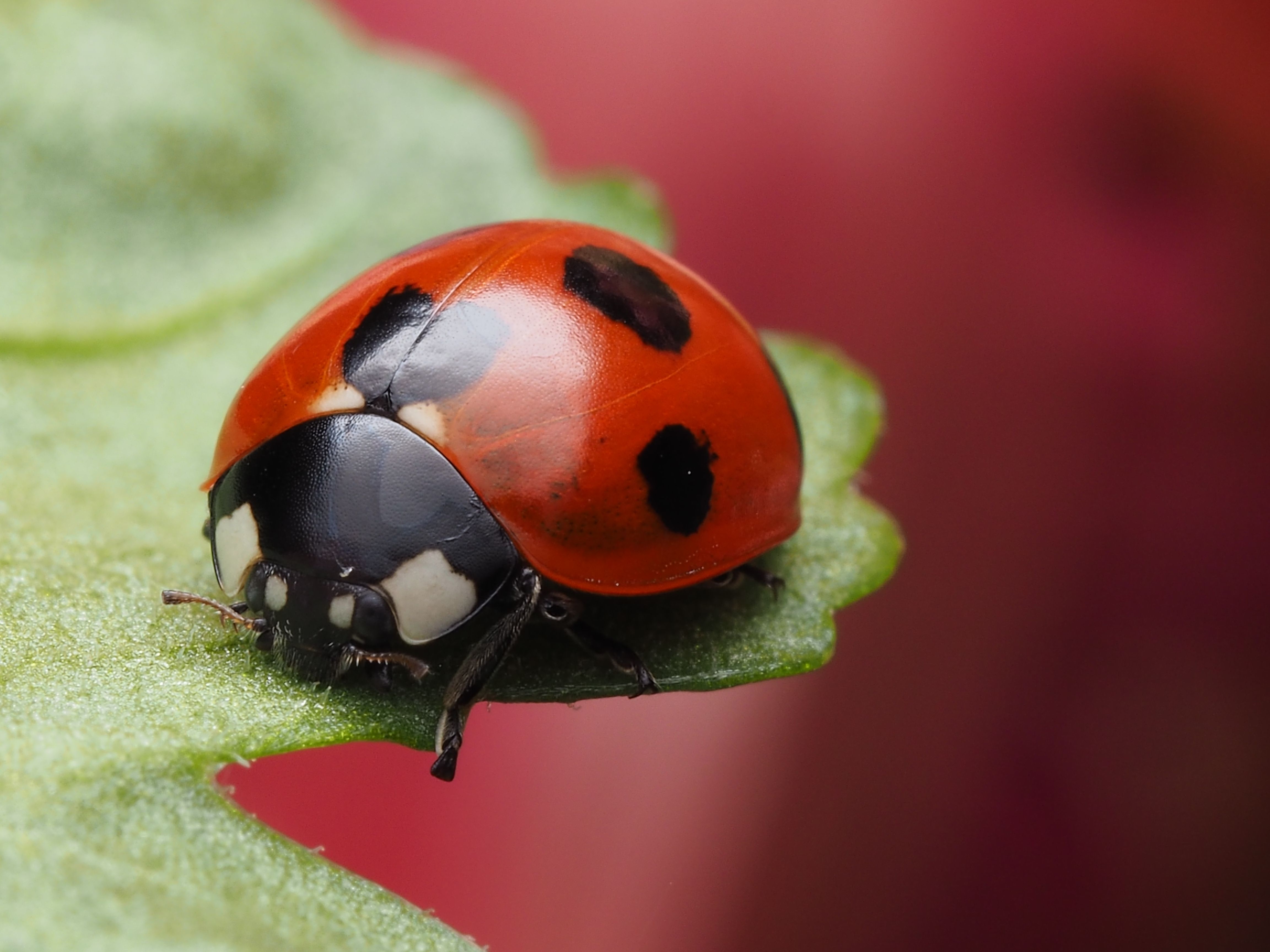 Close-up of Ladybug on Green Leaf · Free Stock Photo