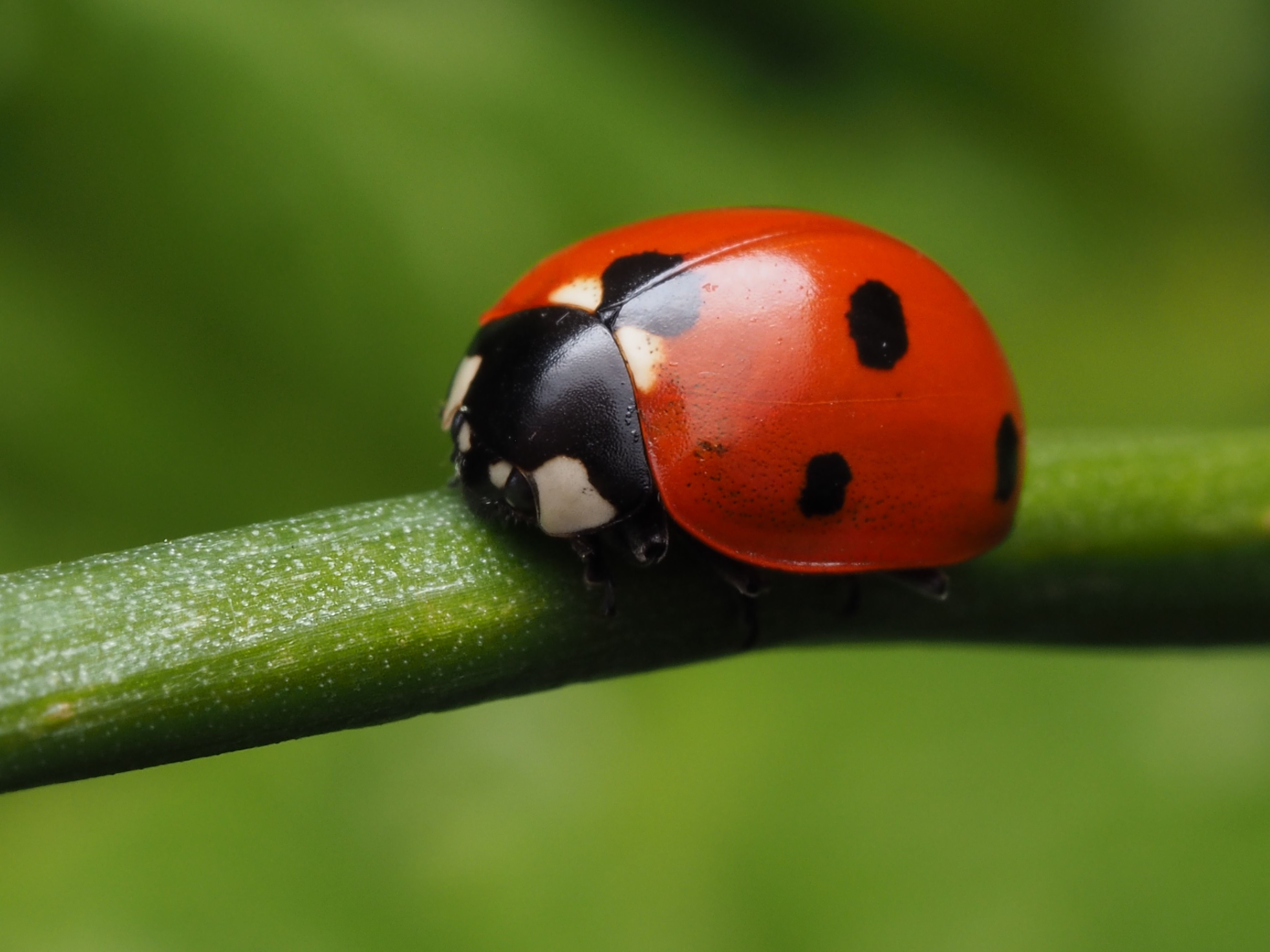 Ladybugs+Simple+Drawing Photos, Download The BEST Free Ladybugs+Simple ...