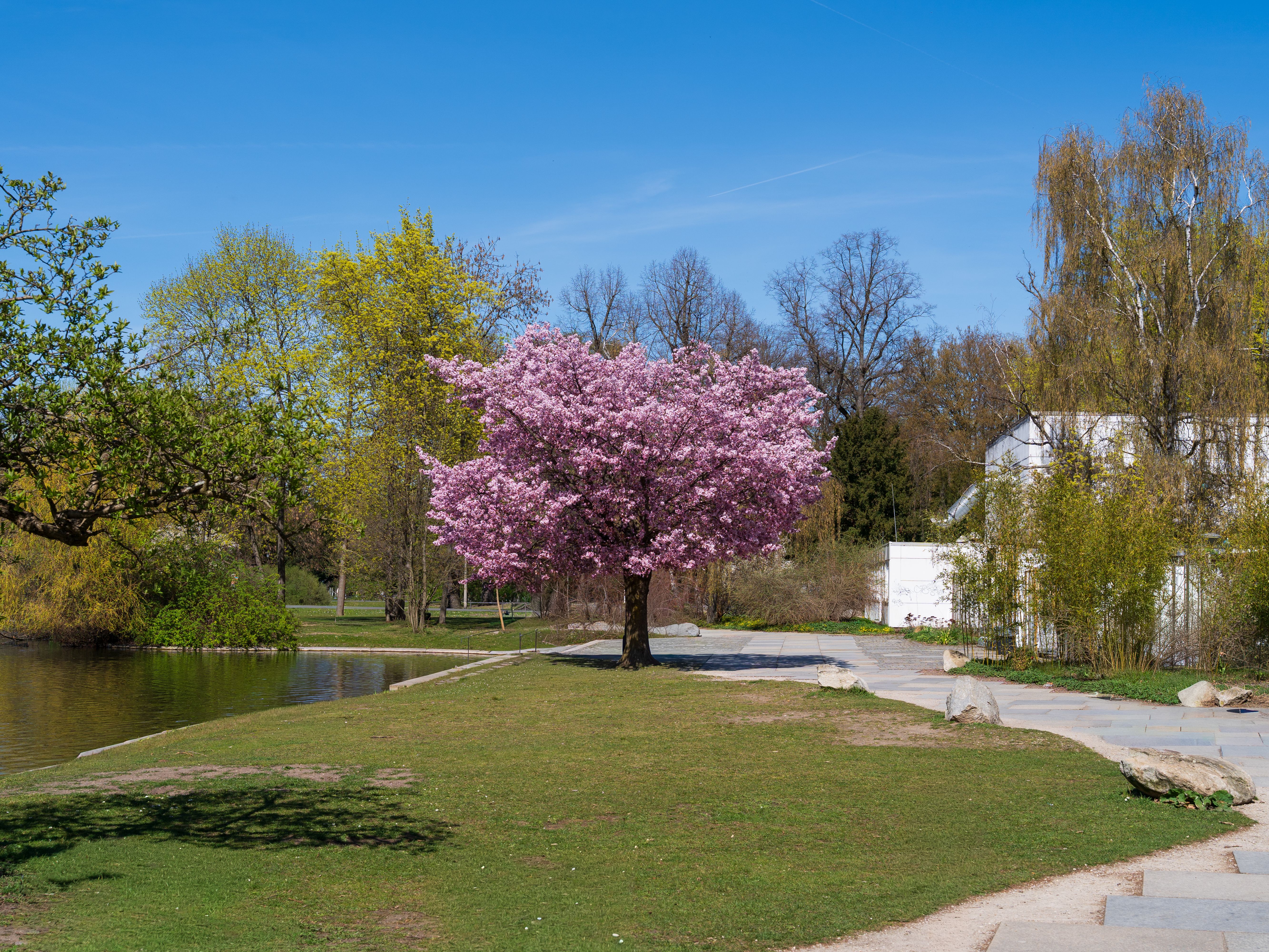 Vibrant Cherry Blossom in Spring Park · Free Stock Photo