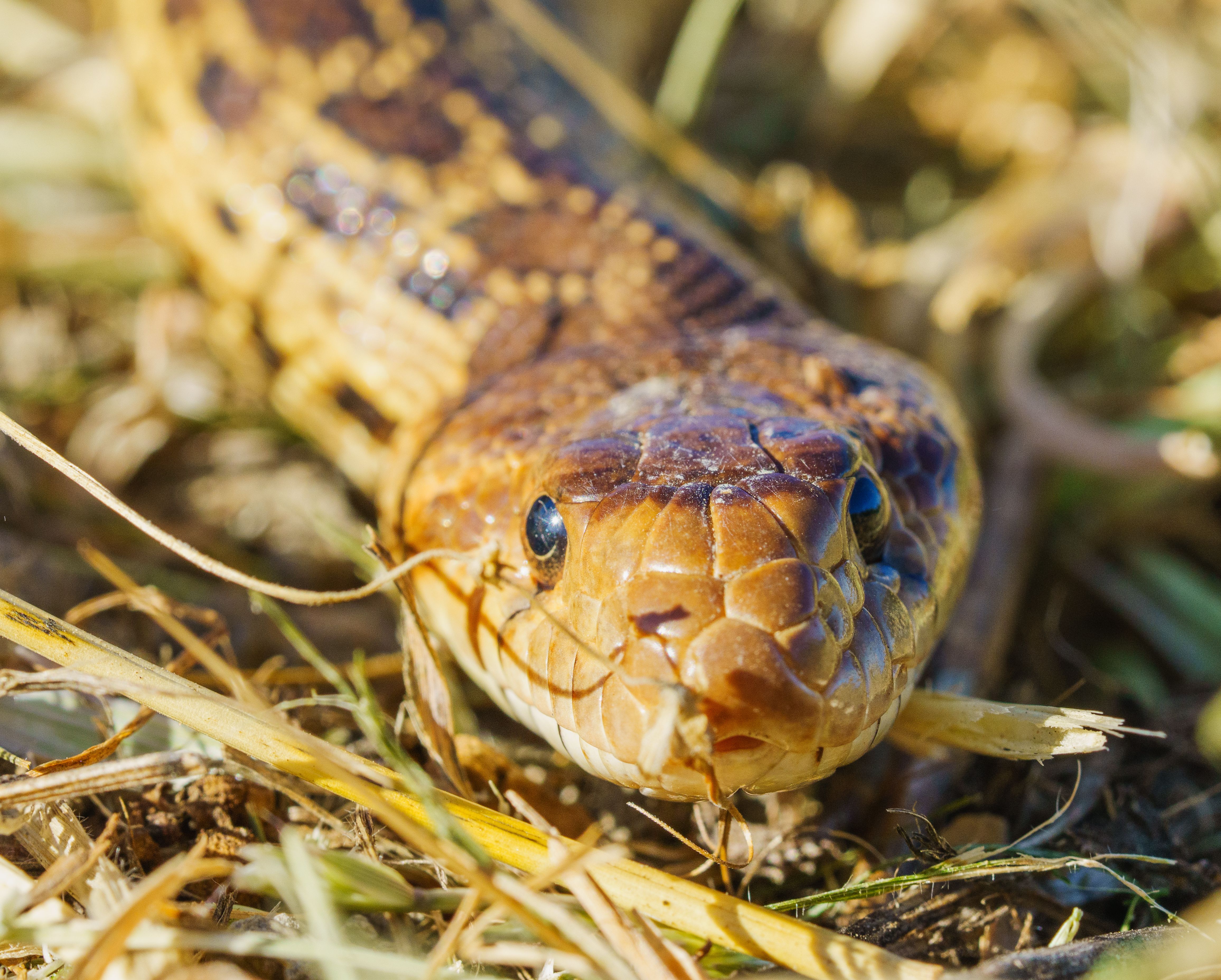 Close-up of a Snake in Natural Habitat · Free Stock Photo