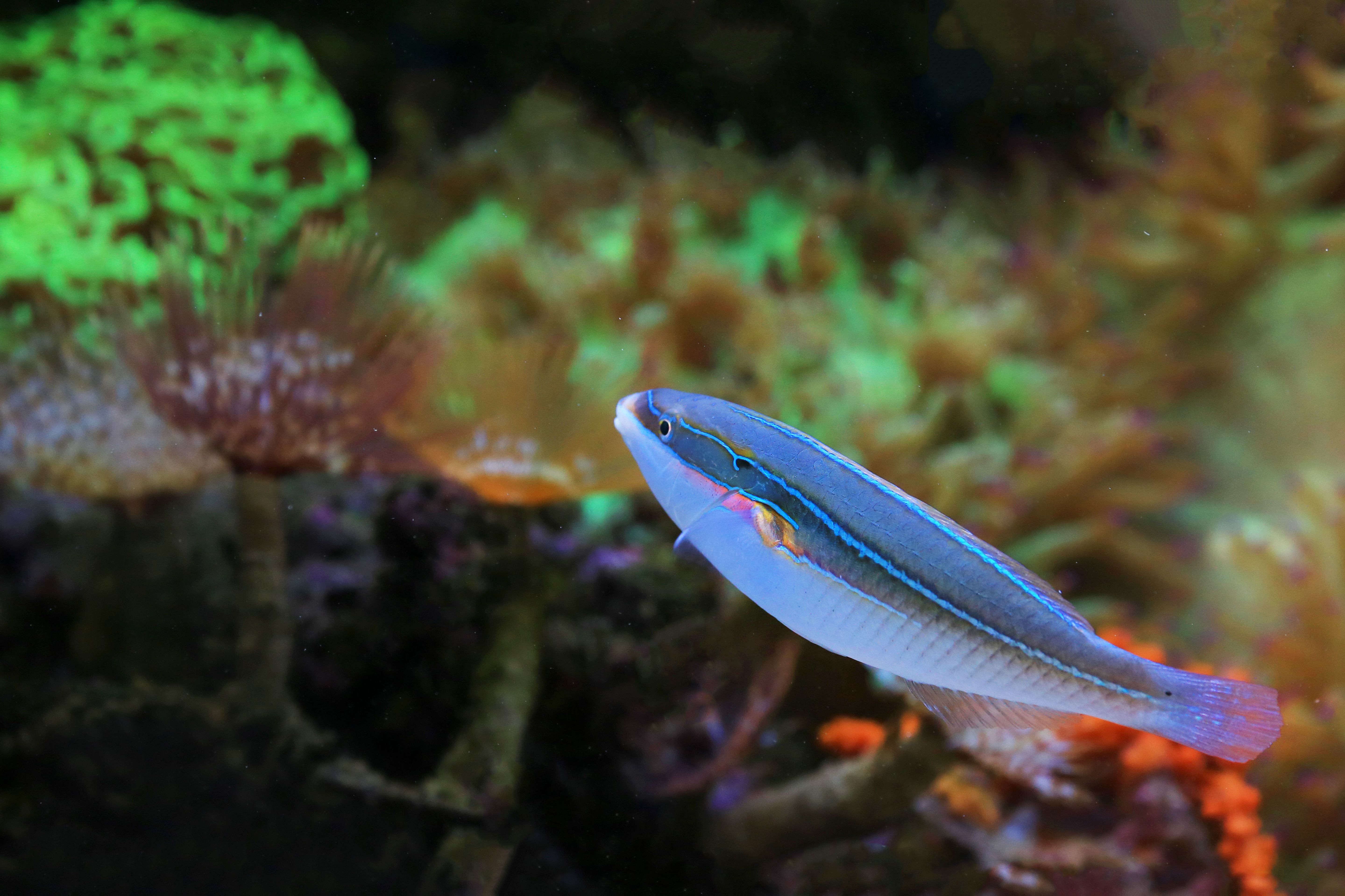 Vibrant Blue Fish Swimming Underwater · Free Stock Photo