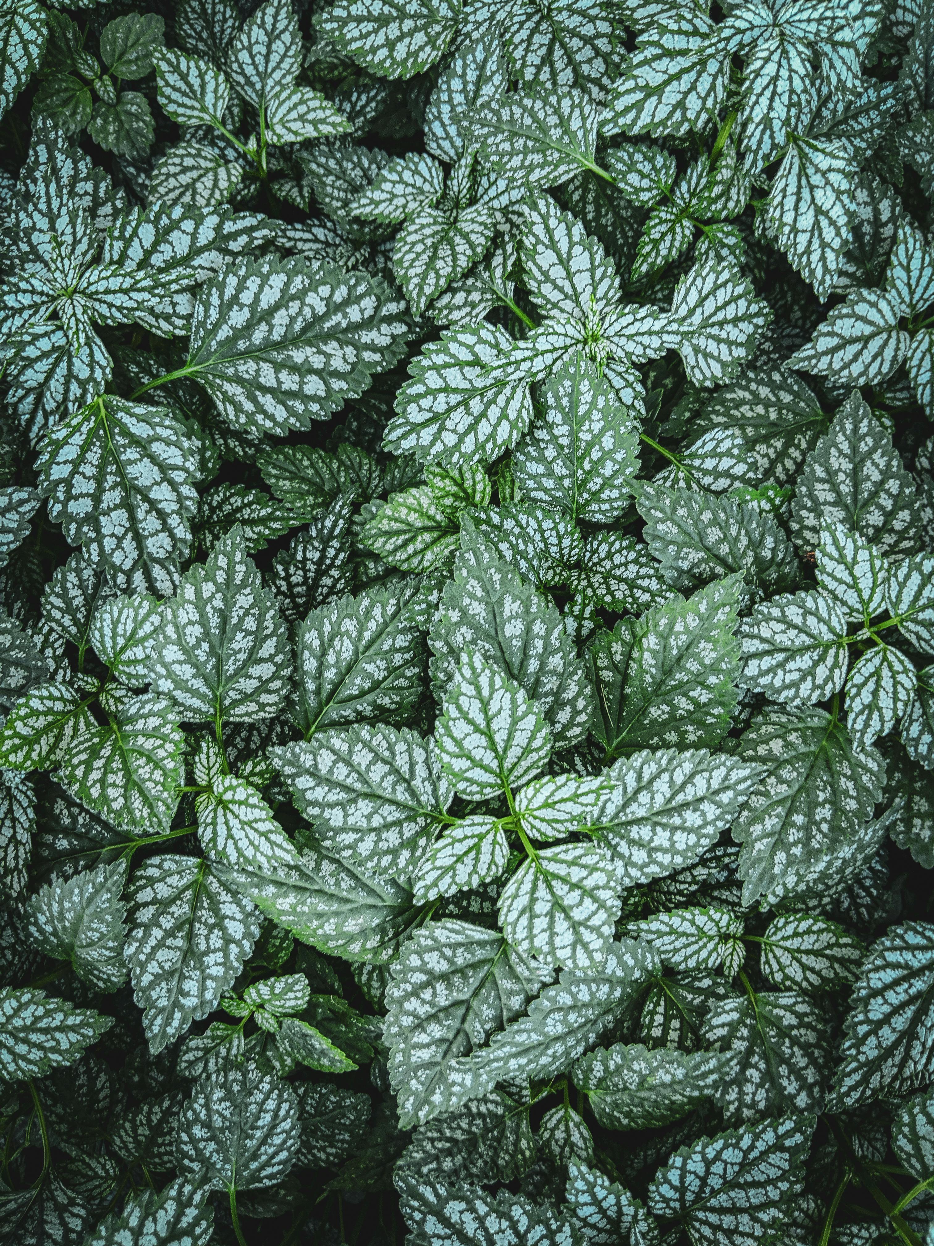 Top View Photo of Leaves · Free Stock Photo