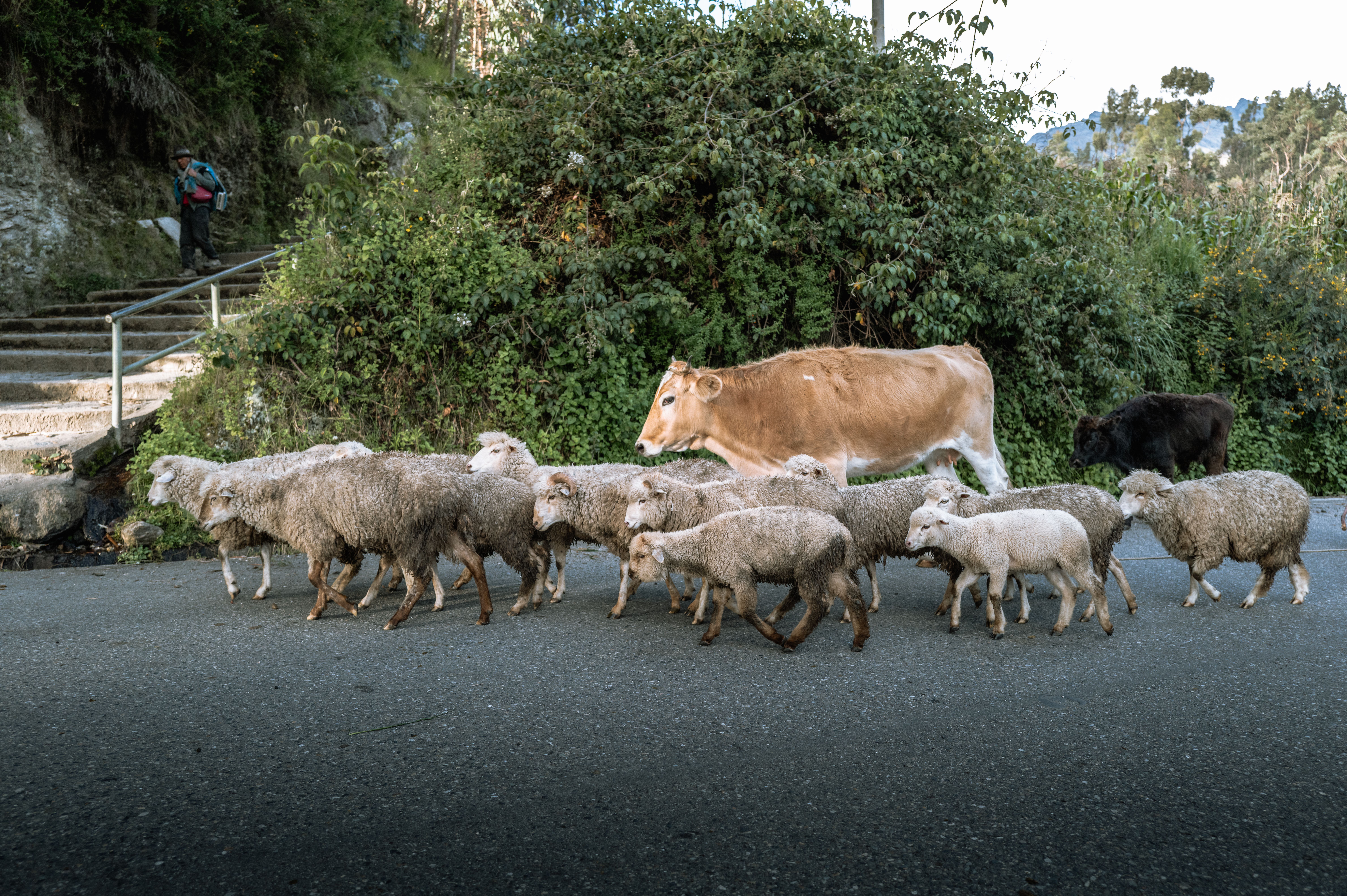 Rebaño De Ovejas Y Vacas En La Carretera En Huaraz, Perú. · Foto de ...
