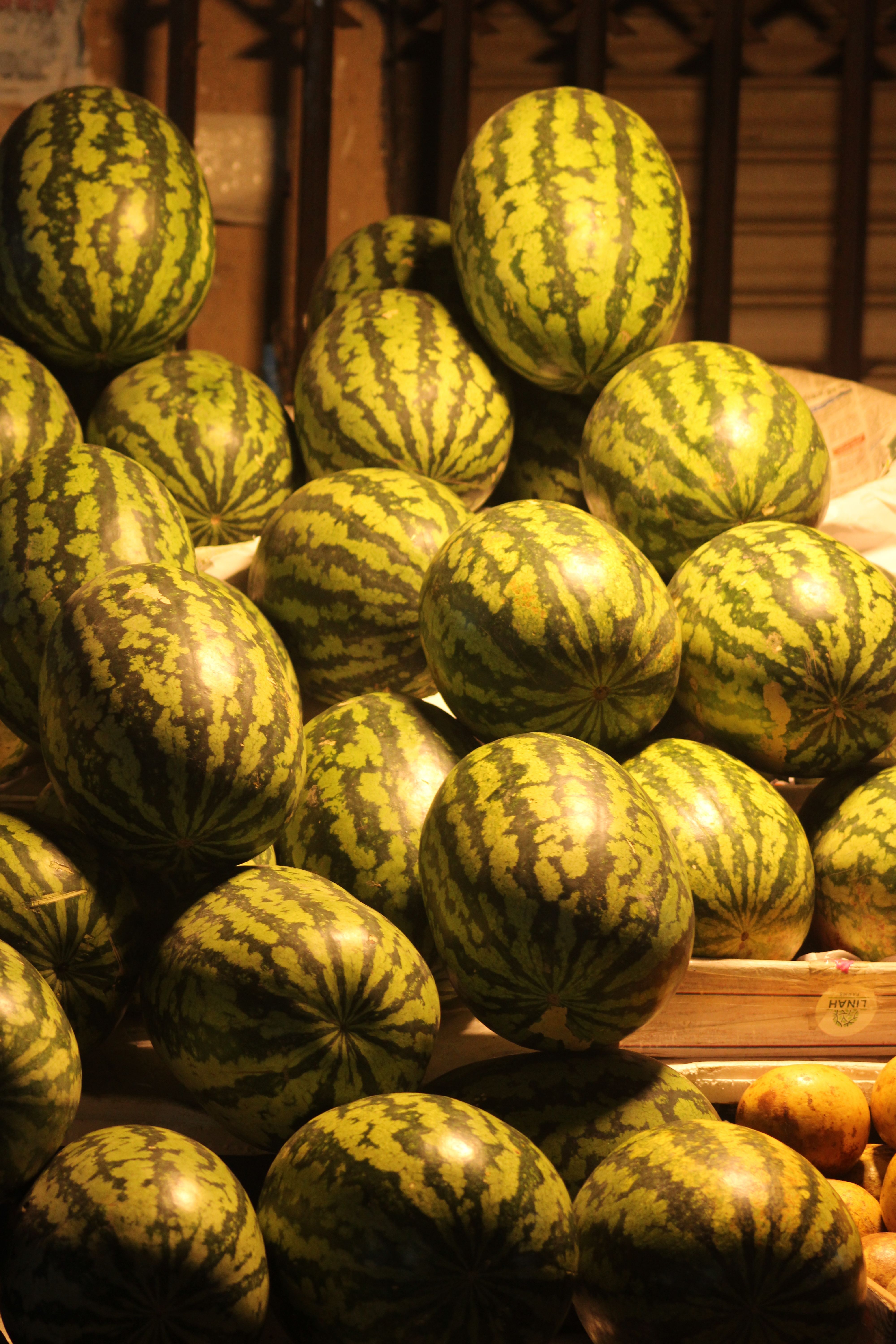 Watermelon+Botanical+Illustration Photos, Download The BEST Free ...