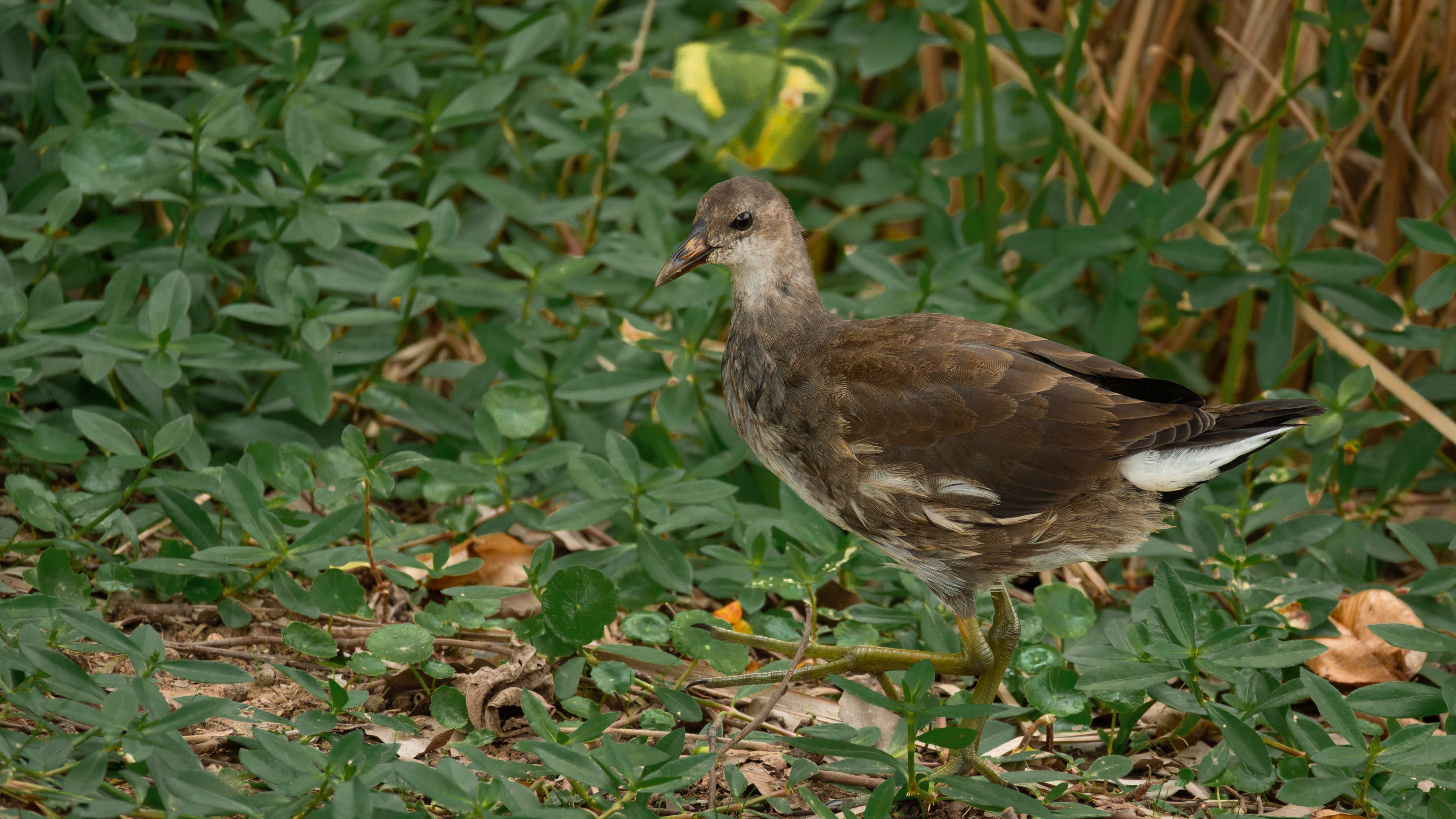 Gooney Bird Photos, Download The BEST Free Gooney Bird Stock Photos ...