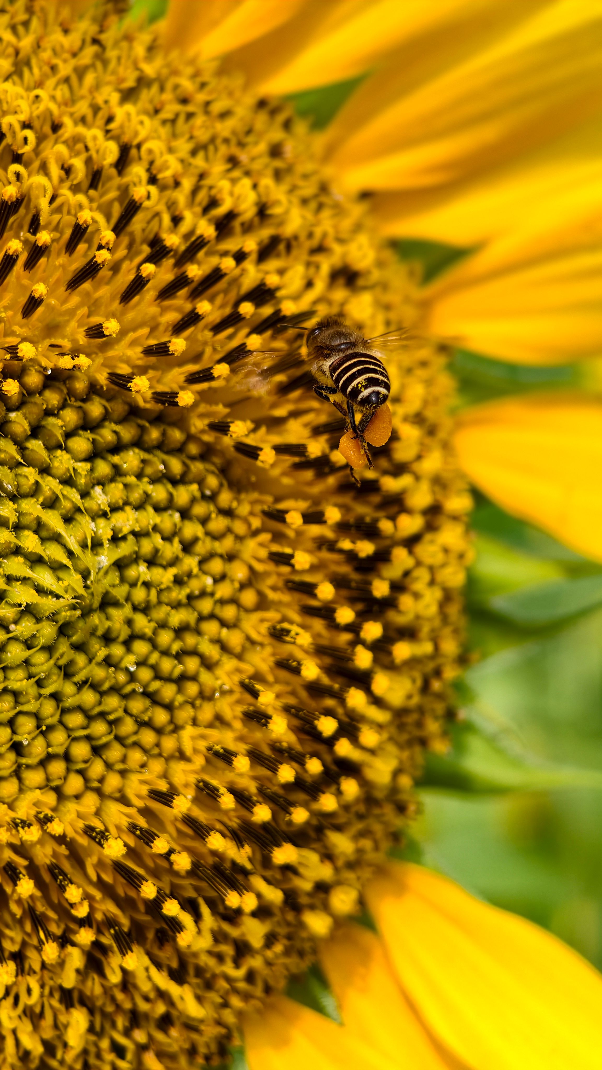 Close-up of Bee on Vibrant Sunflower · Free Stock Photo