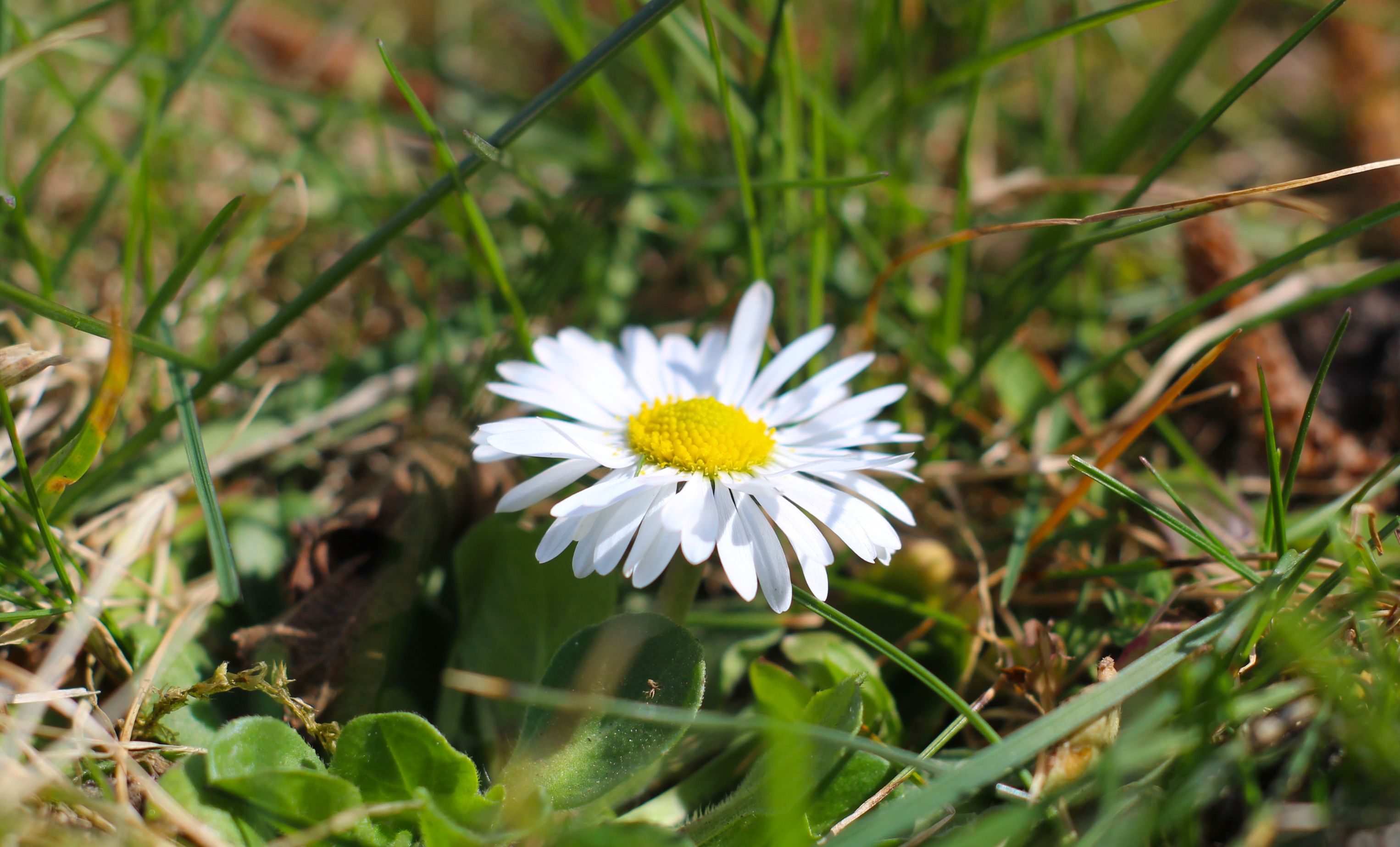 April Nature Photos, Download The BEST Free April Nature Stock Photos ...