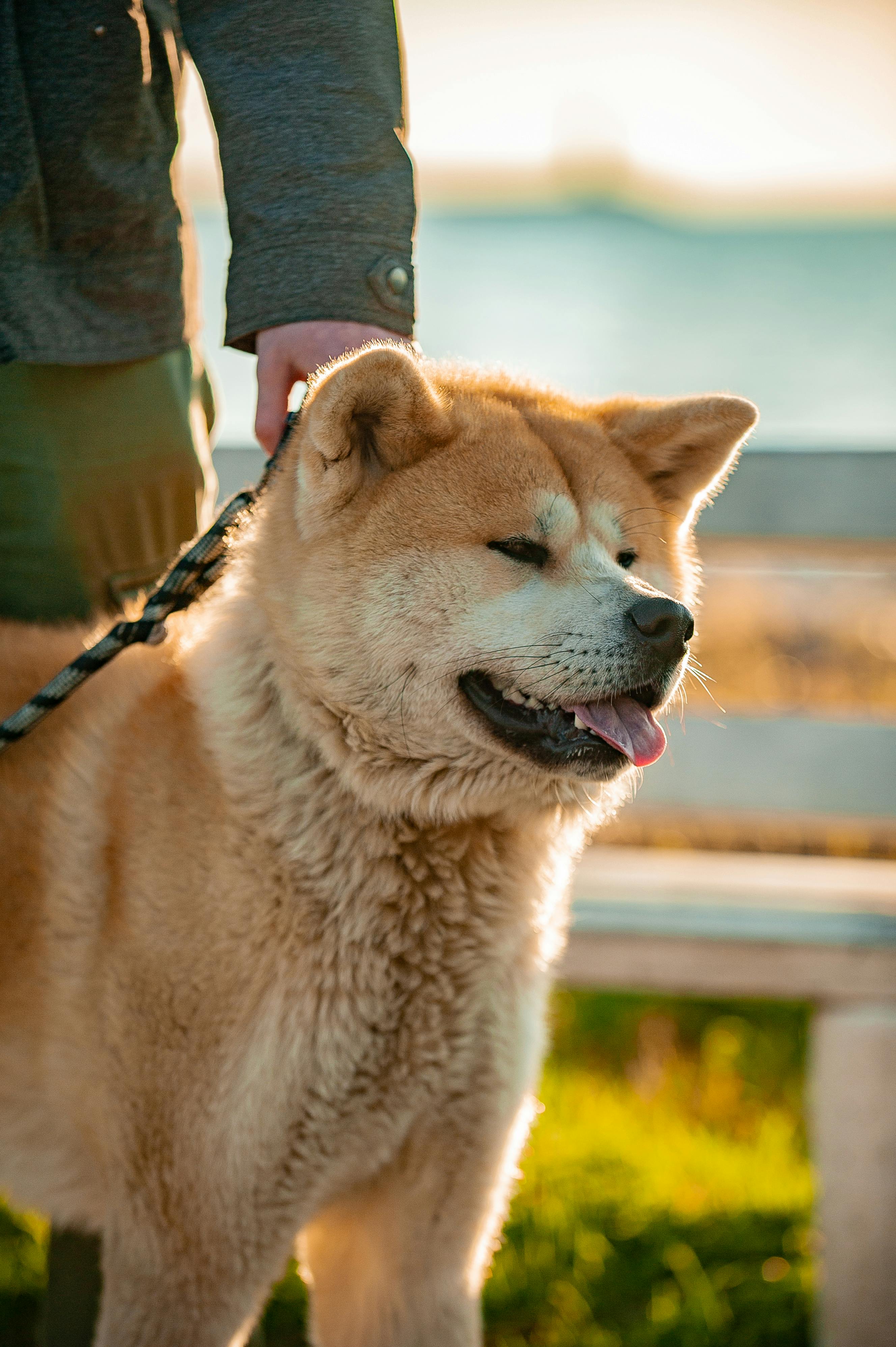 Crop man with dog in sunny countryside · Free Stock Photo