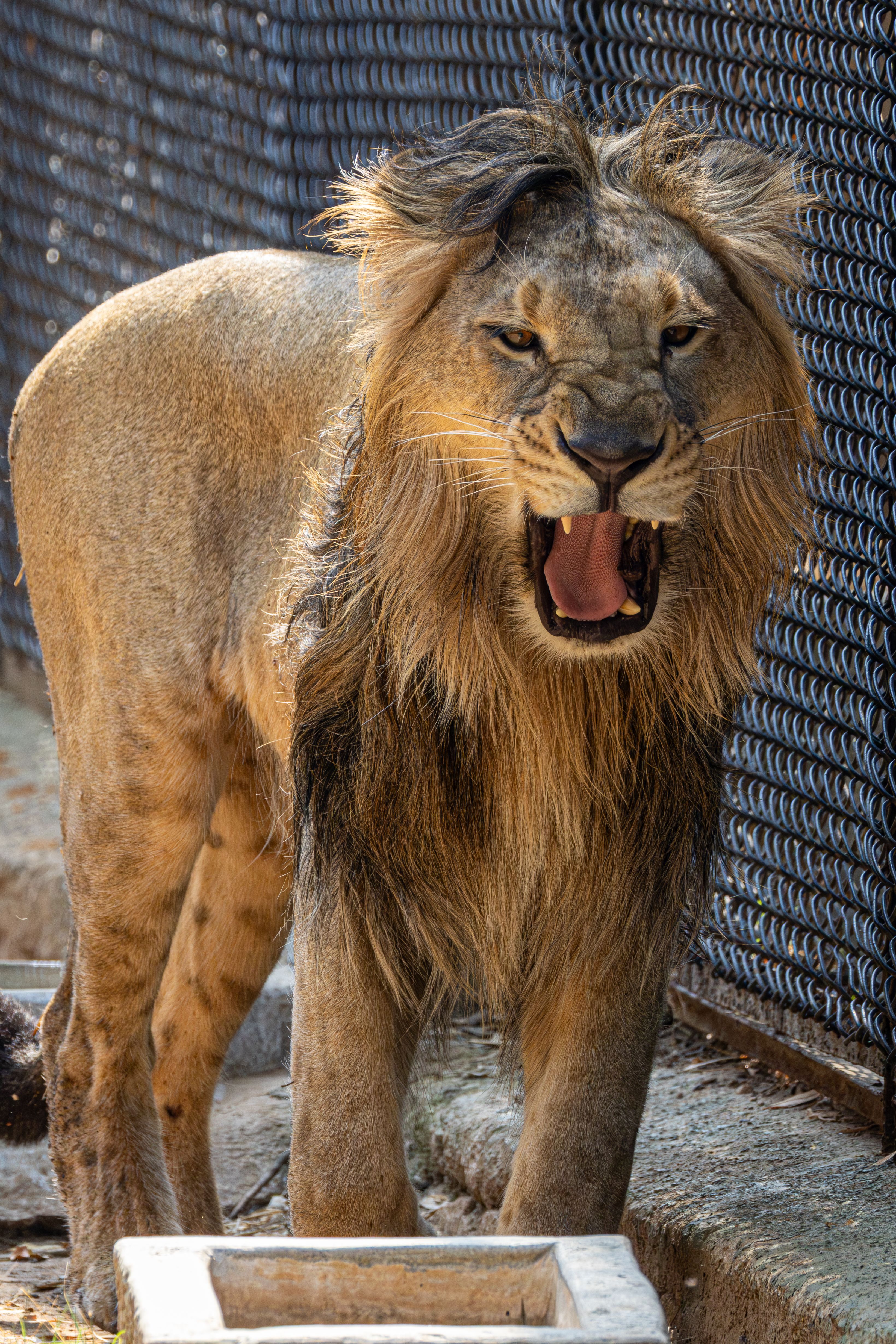 Maiwand Lion Photos, Download The BEST Free Maiwand Lion Stock Photos ...