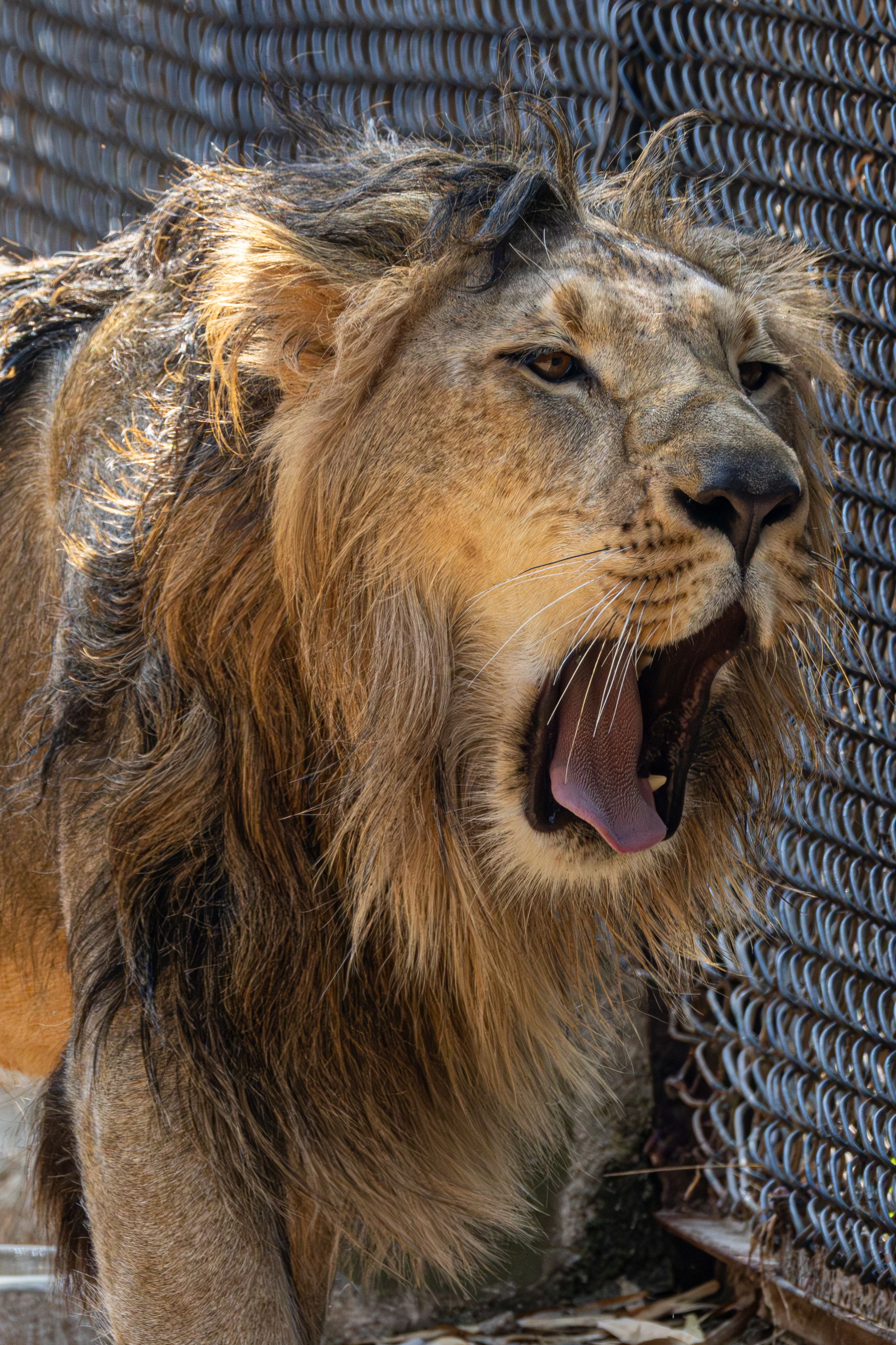 Walking Roaring Lion Raw Look Photos, Download The BEST Free Walking ...