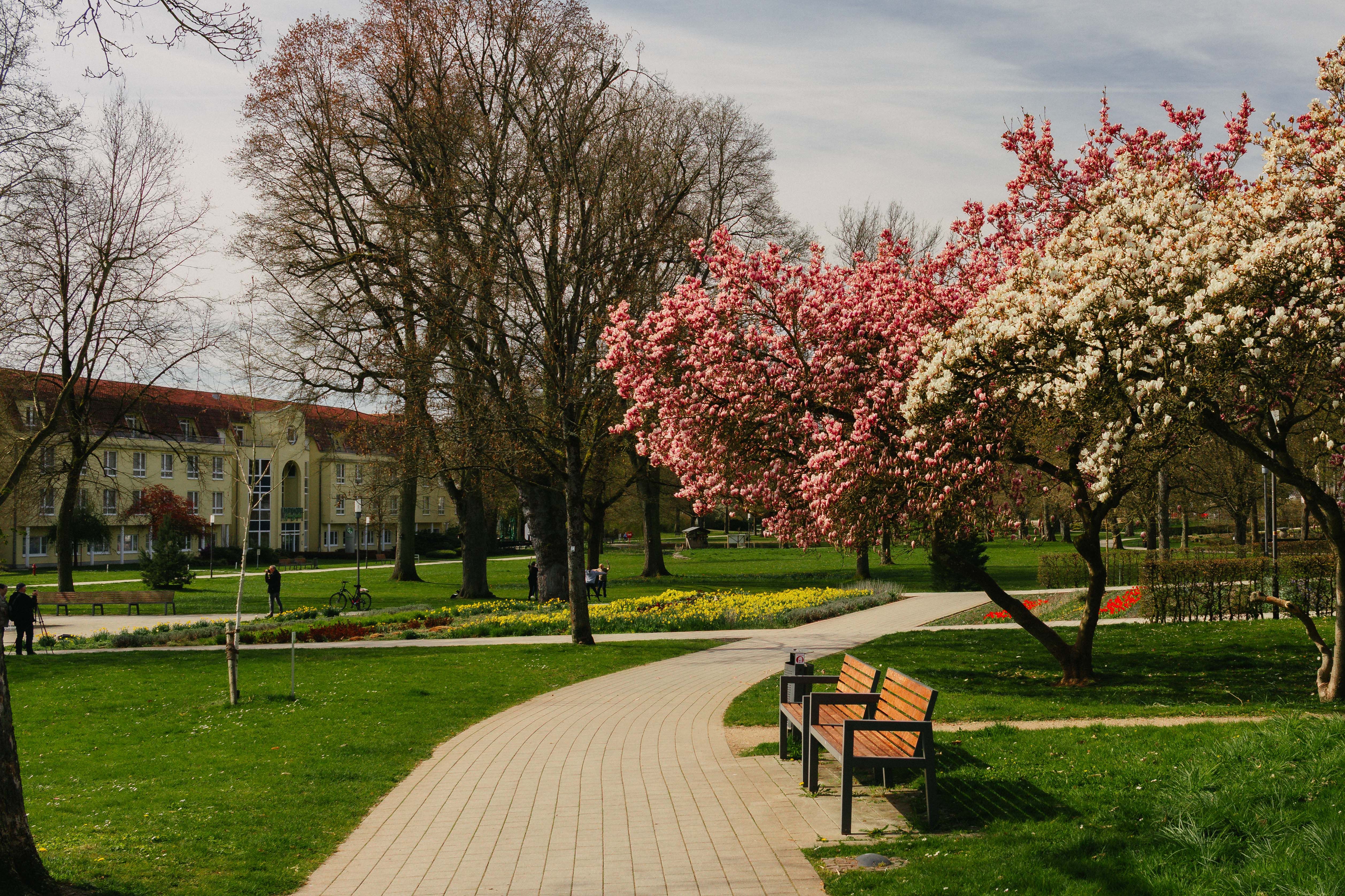 Vibrant Cherry Blossom in Spring Park · Free Stock Photo