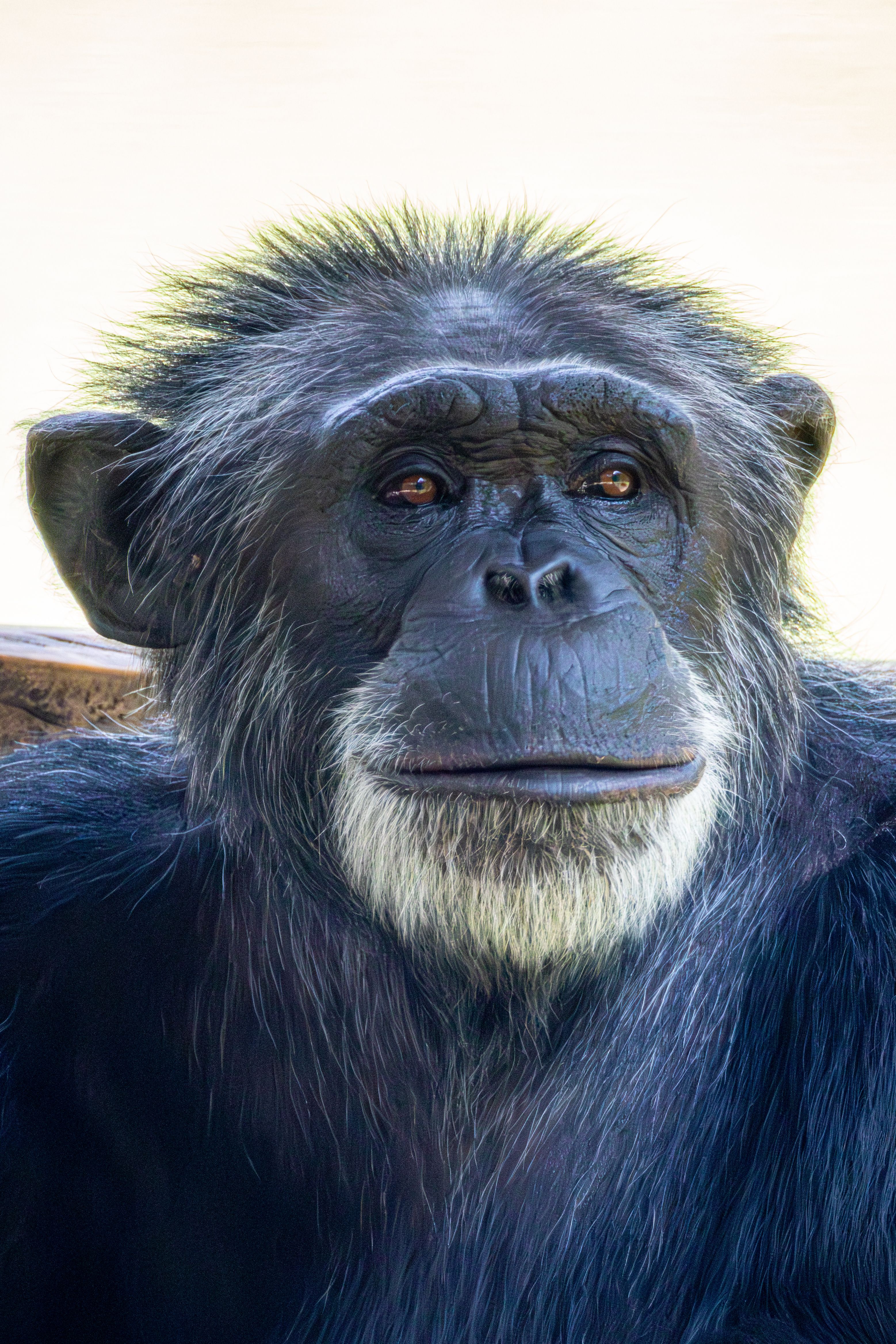 Chimpanzee Face Photos, Download The BEST Free Chimpanzee Face Stock ...
