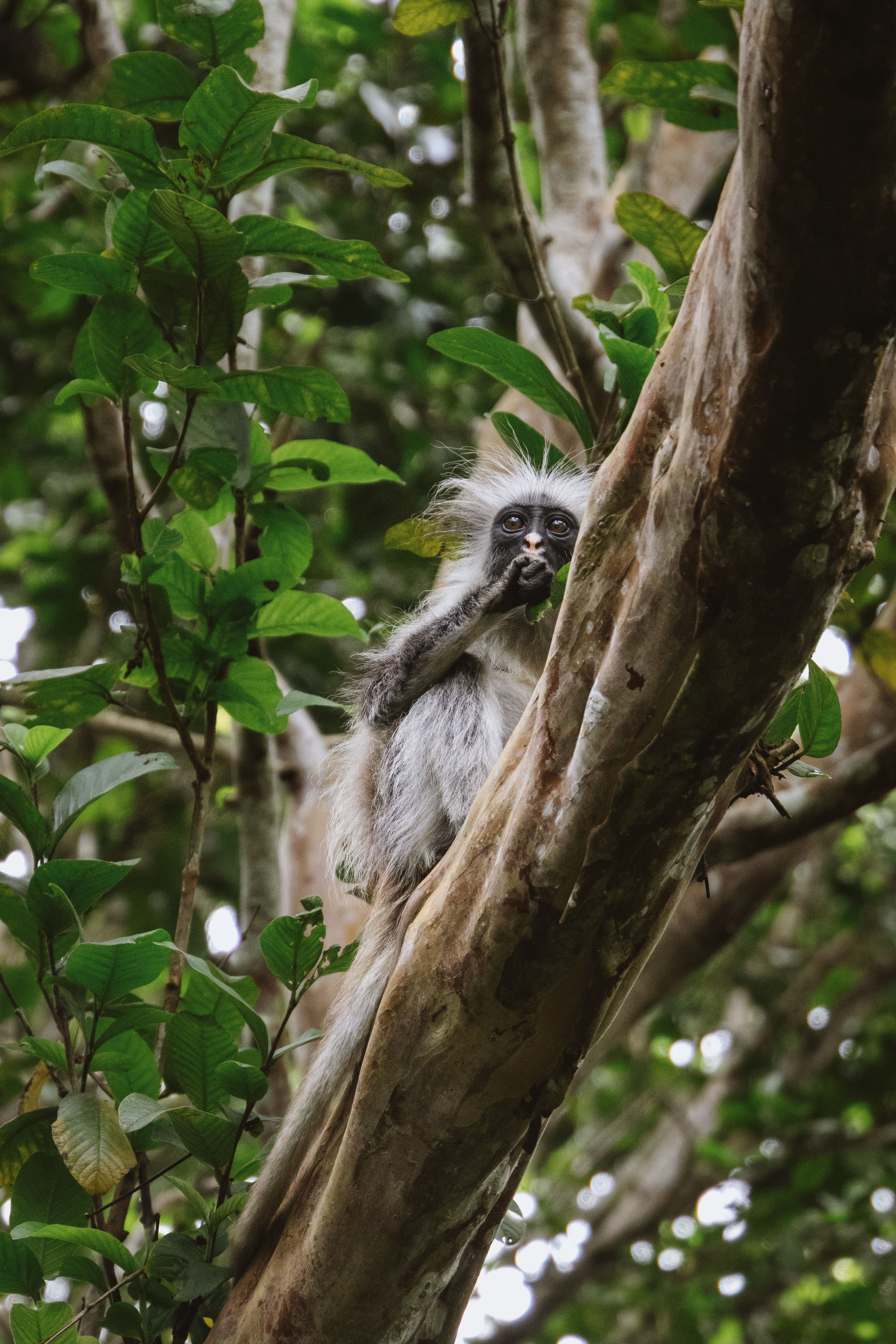 Red Colobus Monkey in Jozani Forest, Zanzibar · Free Stock Photo