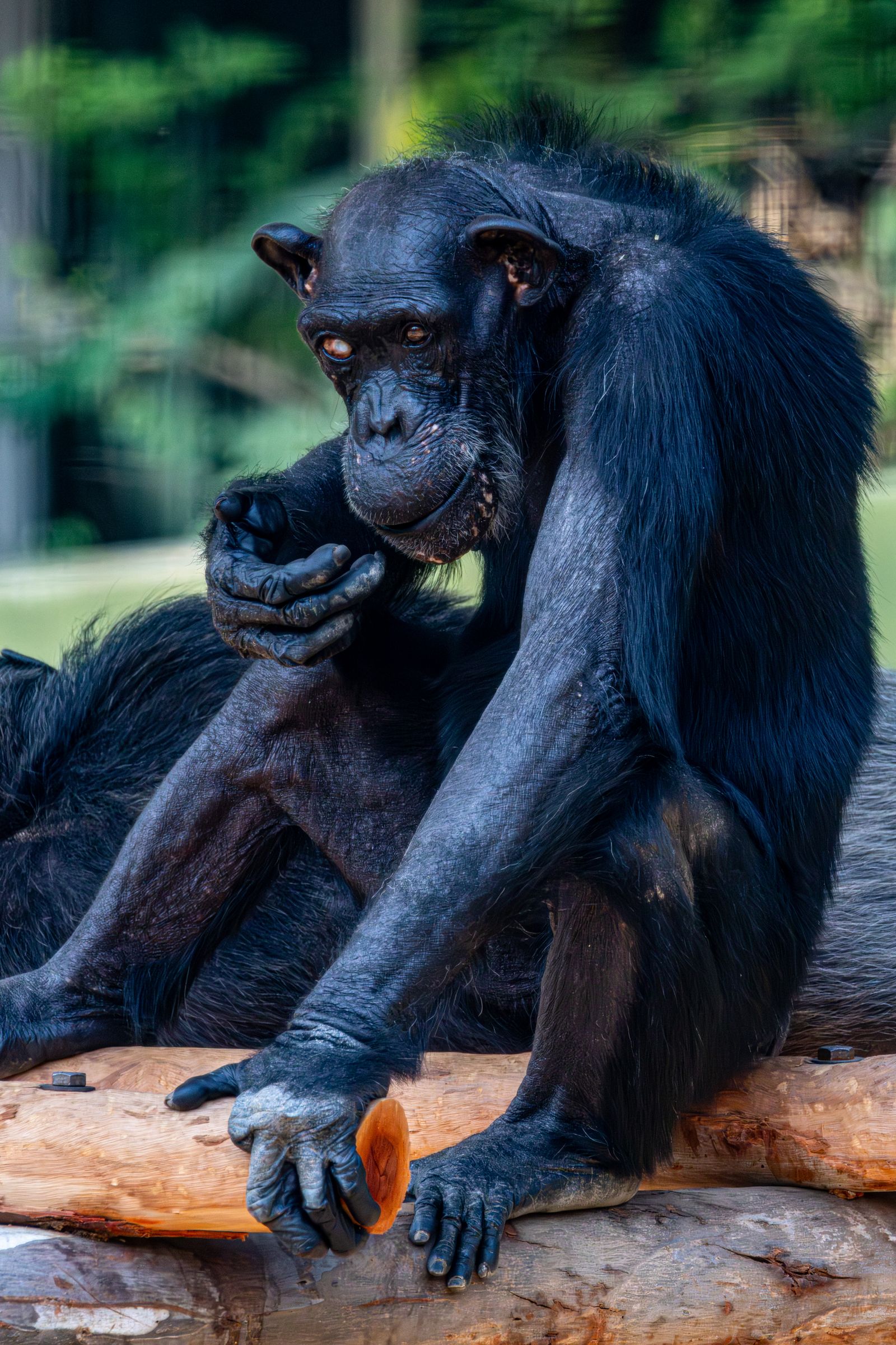 Funny Chimpanzee Photos, Download The BEST Free Funny Chimpanzee Stock ...