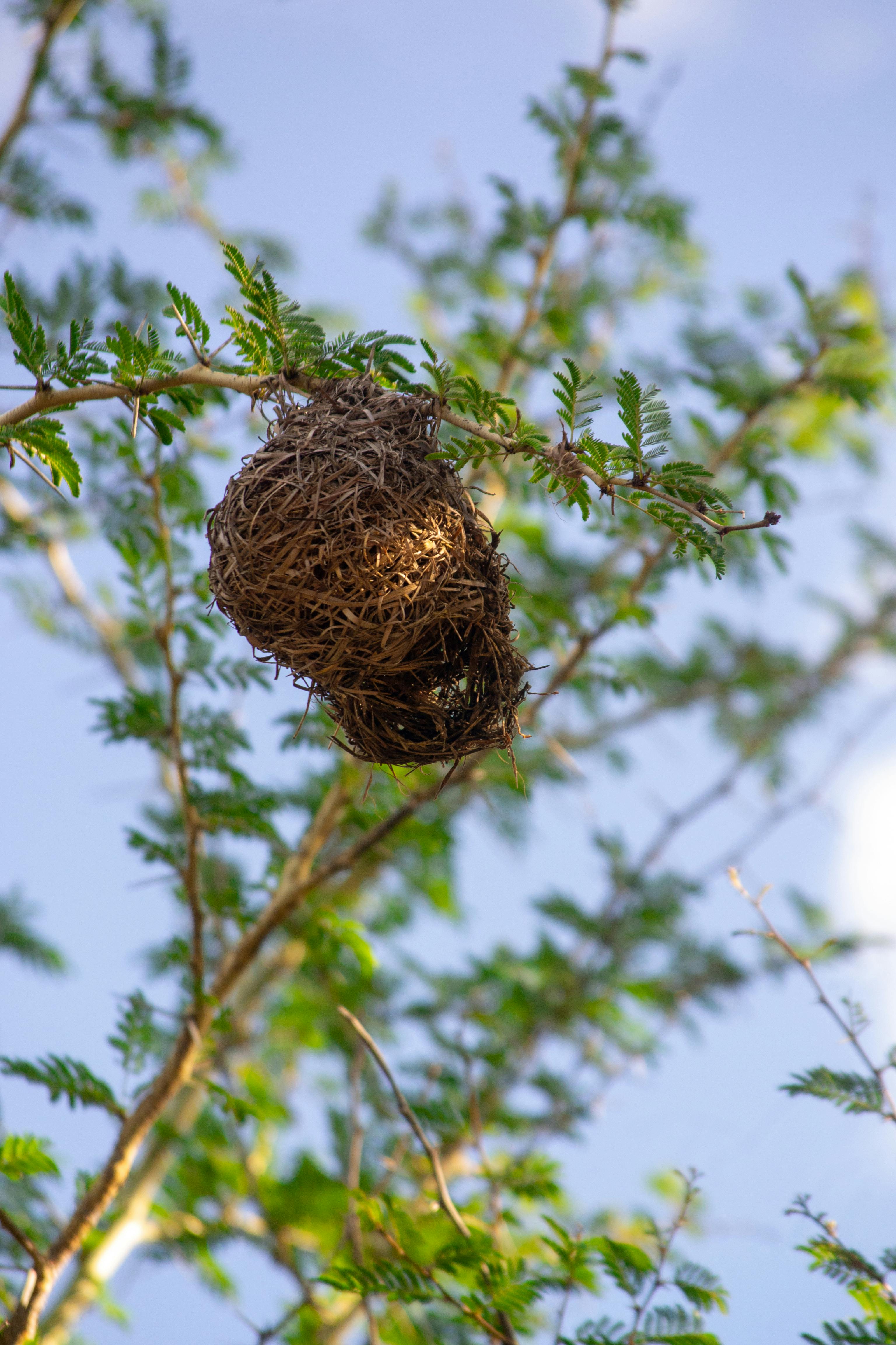 Close-Up of a Bird's Nest in Spring · Free Stock Photo