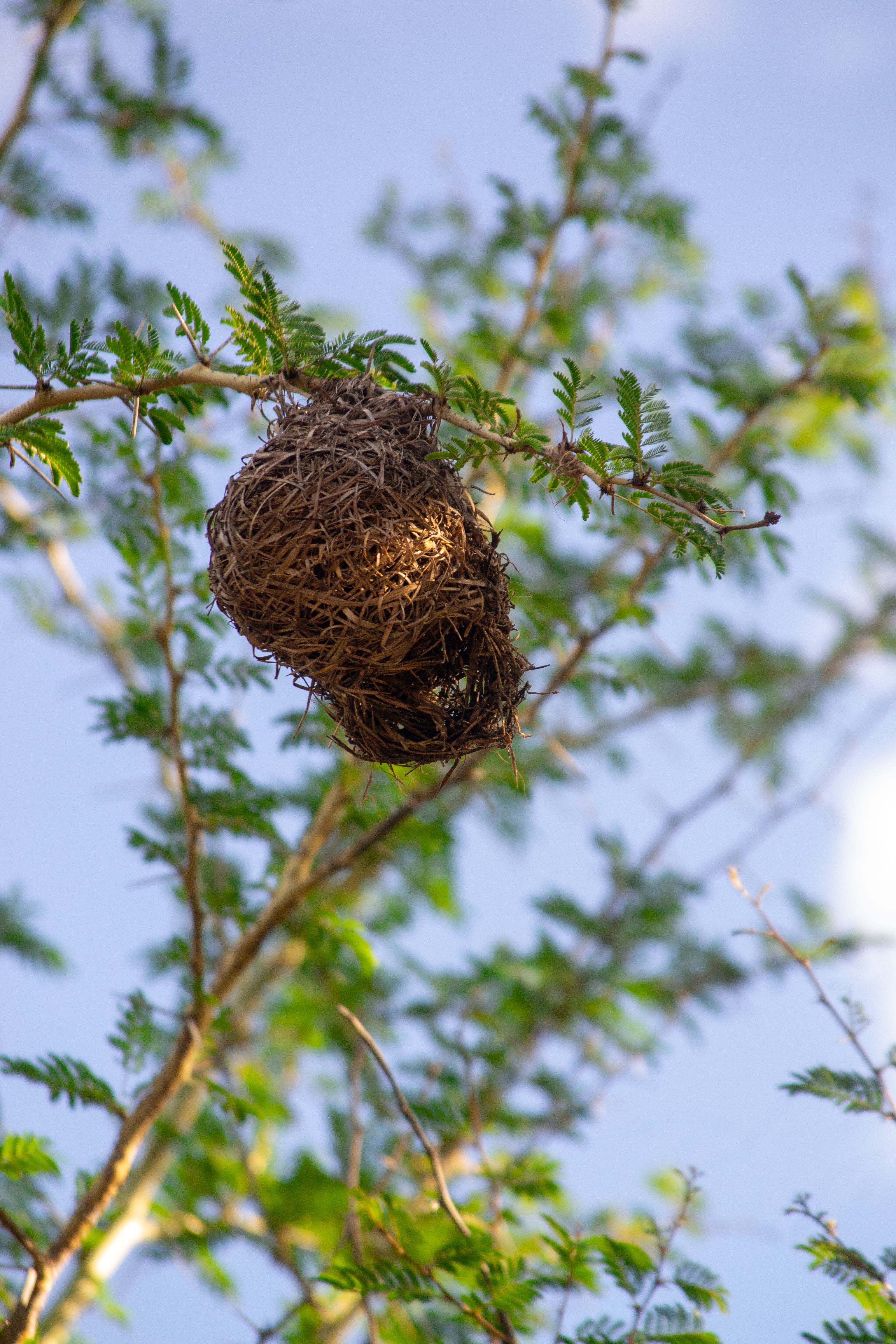 Close-Up of a Bird's Nest in Spring · Free Stock Photo