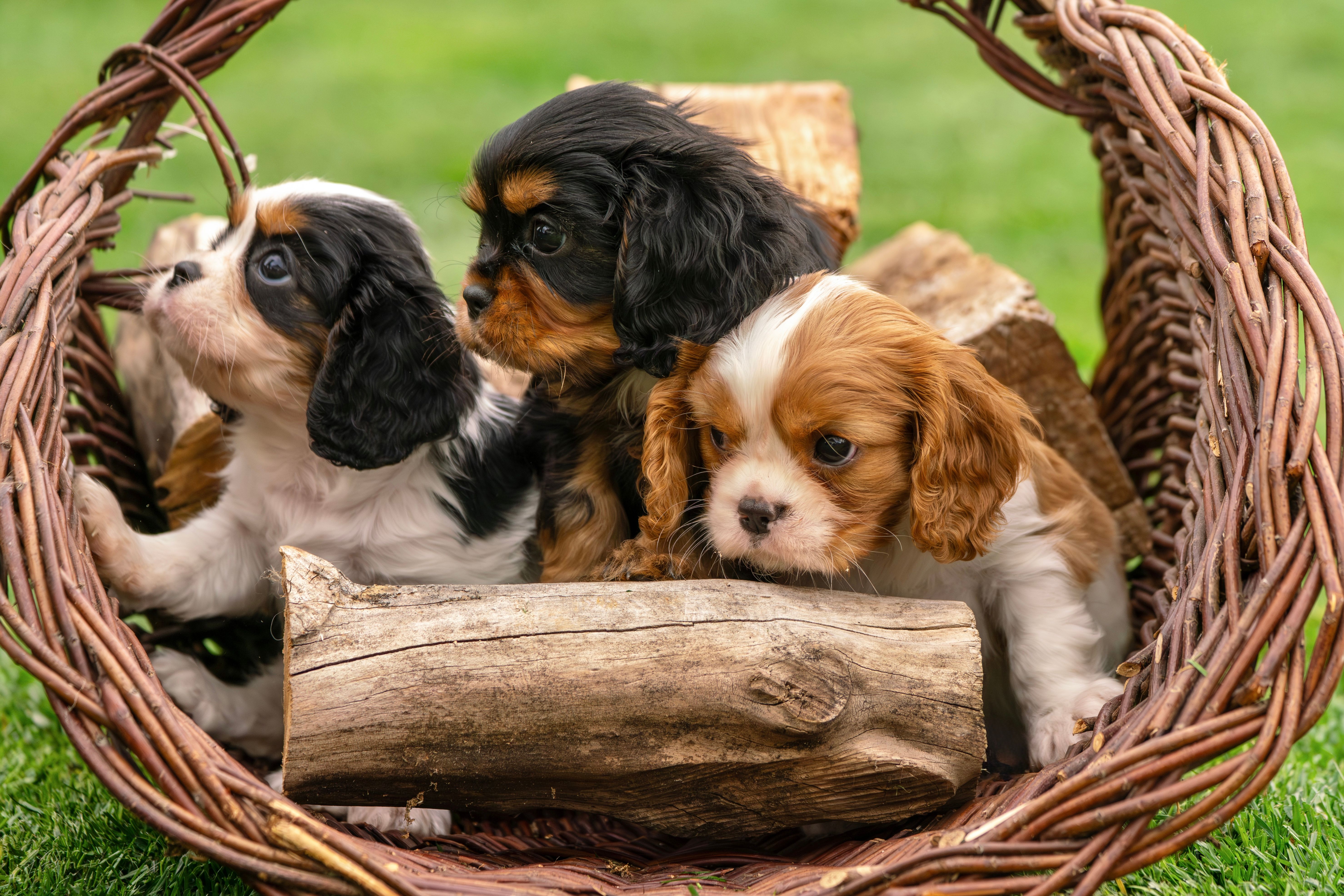 Puppies Spring Photos, Download The BEST Free Puppies Spring Stock ...