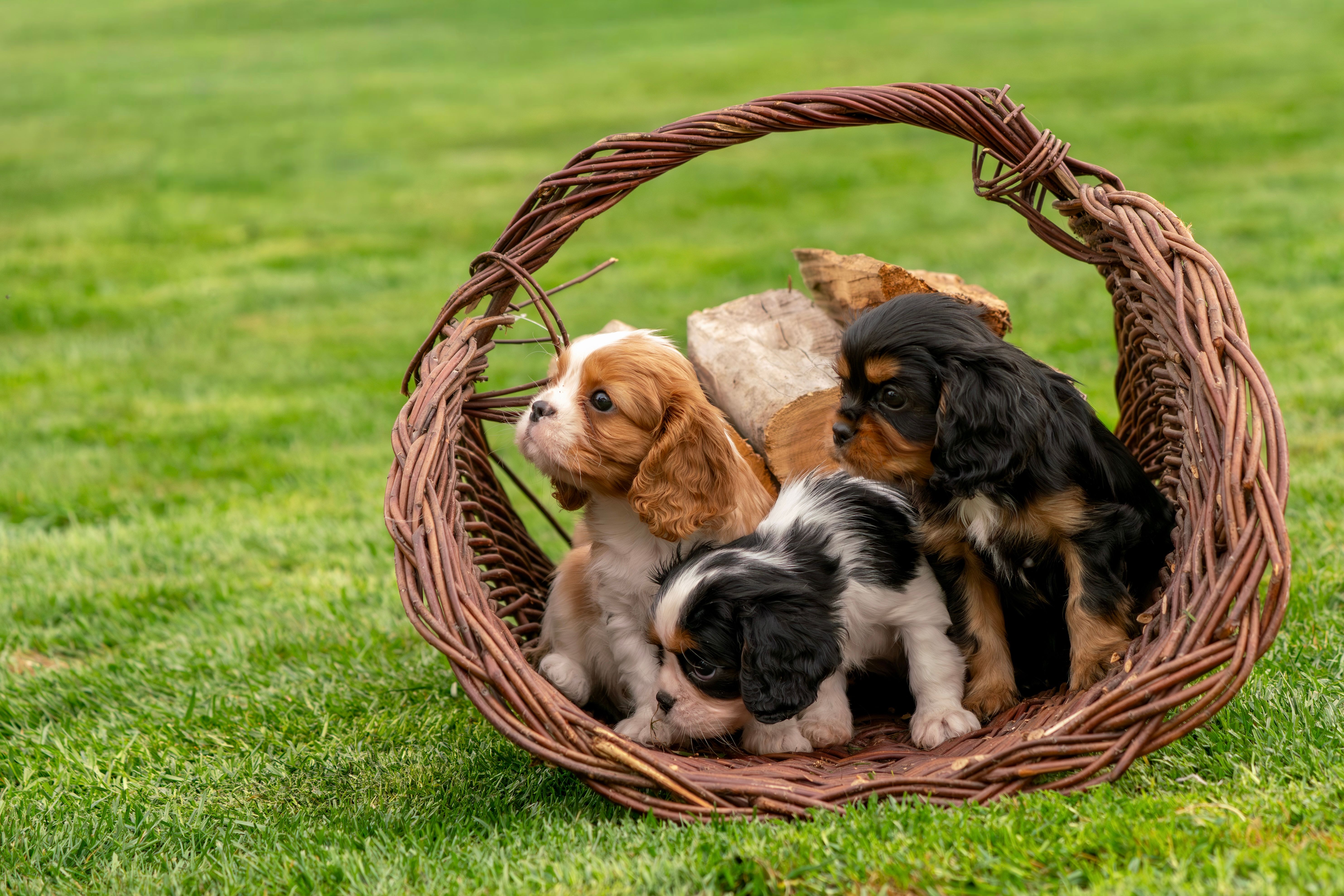 Puppies Spring Photos, Download The BEST Free Puppies Spring Stock ...