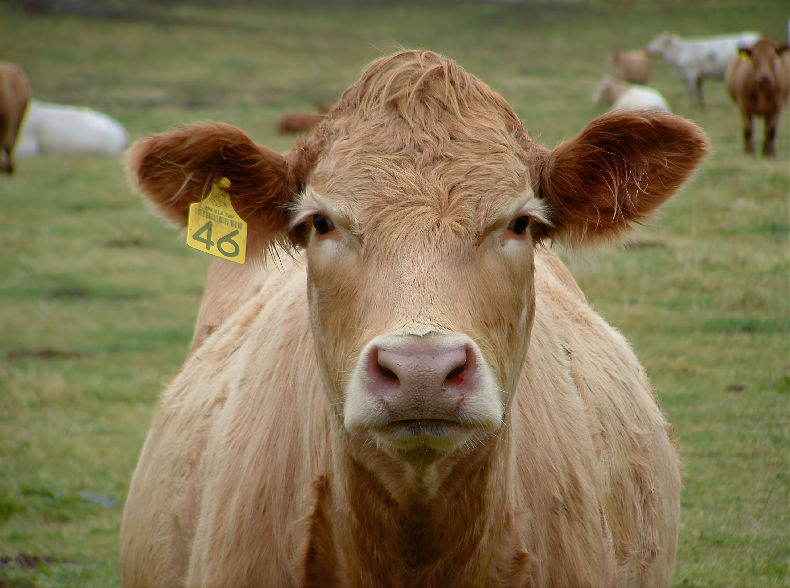 Cows Face Photos, Download The BEST Free Cows Face Stock Photos & HD Images