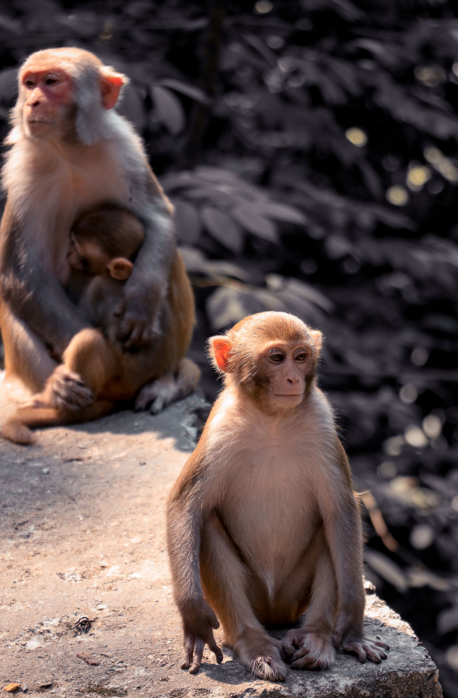 Brown Monkeys Sitting On Concrete Free Stock Photo brown-monkeys-sitting-on-concrete-free-stock-photo
