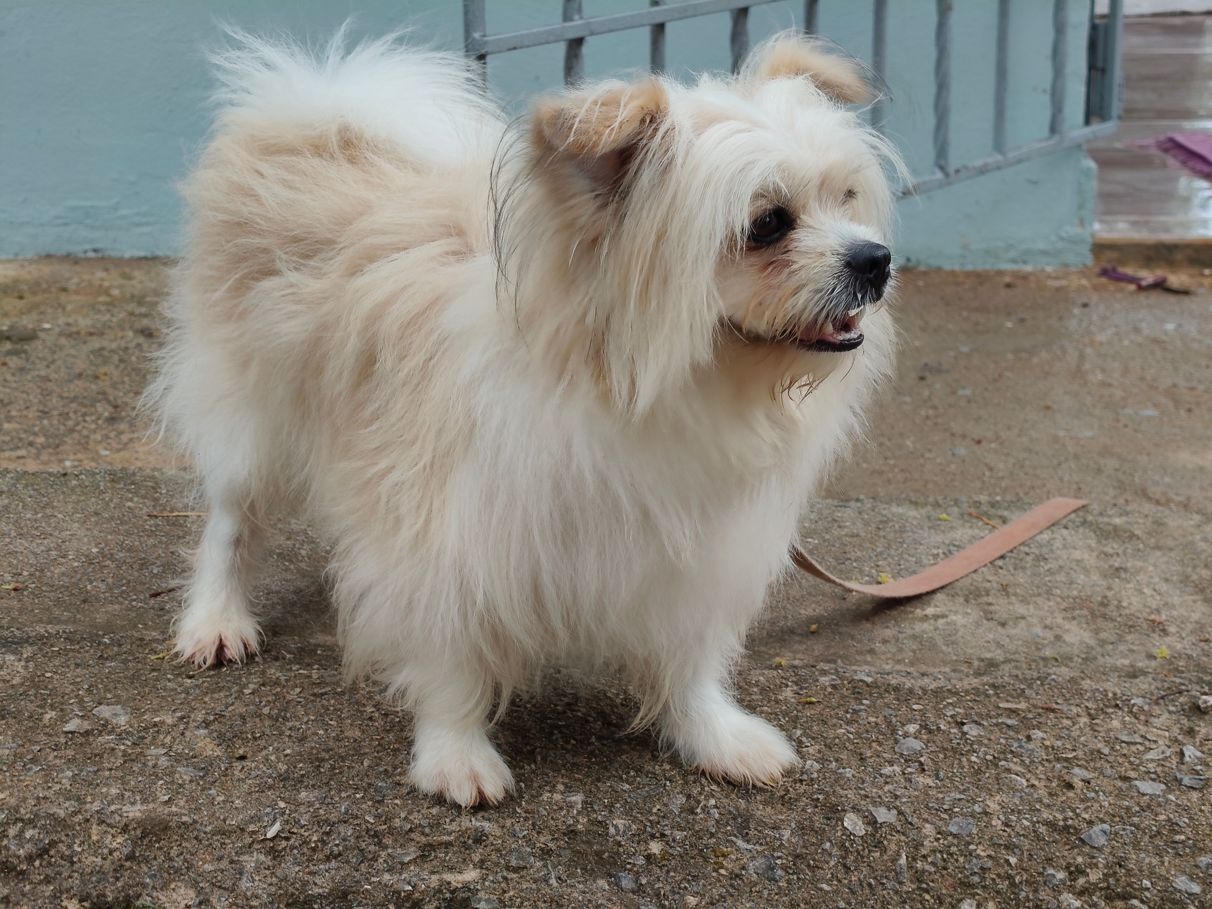 Adorable Fluffy White Dog on Leash Outdoors · Free Stock Photo