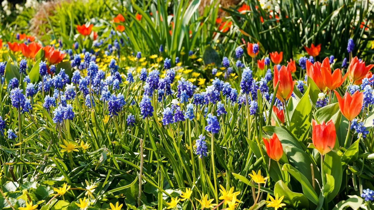 Vibrant Spring Flower Garden in Bloom · Free Stock Photo