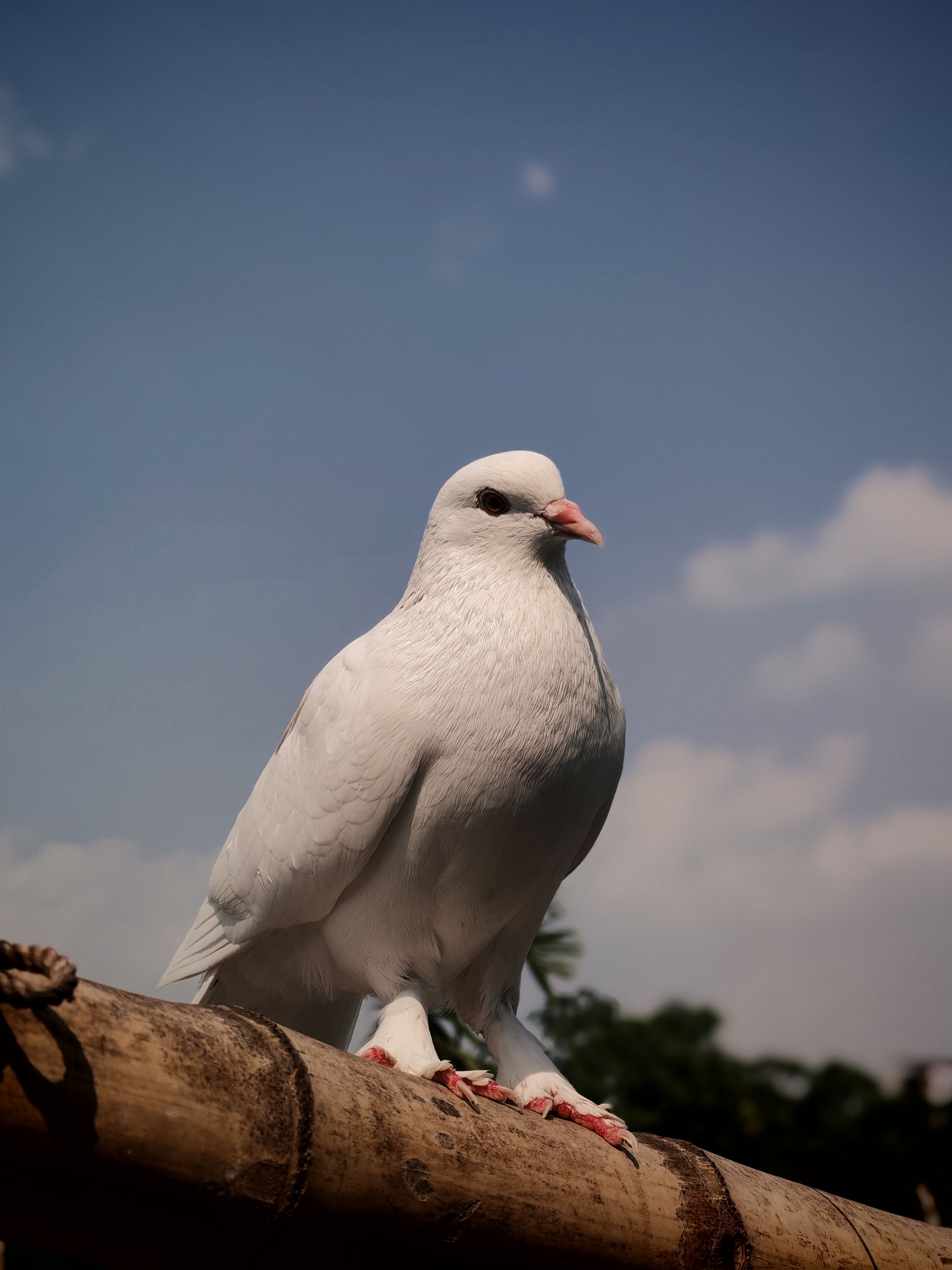 Png Background Kabutar Photos, Download The BEST Free Png Background ...