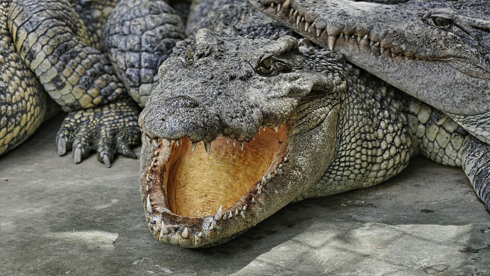 Are crocodiles freshwater or saltwater and their habitats?