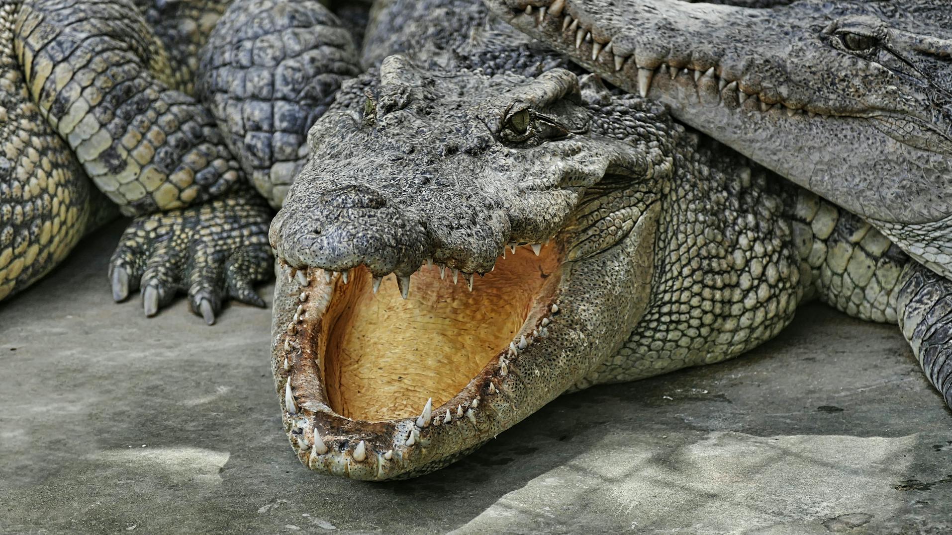 Slender Snouted Crocodiles: Nature's Unique Survivors