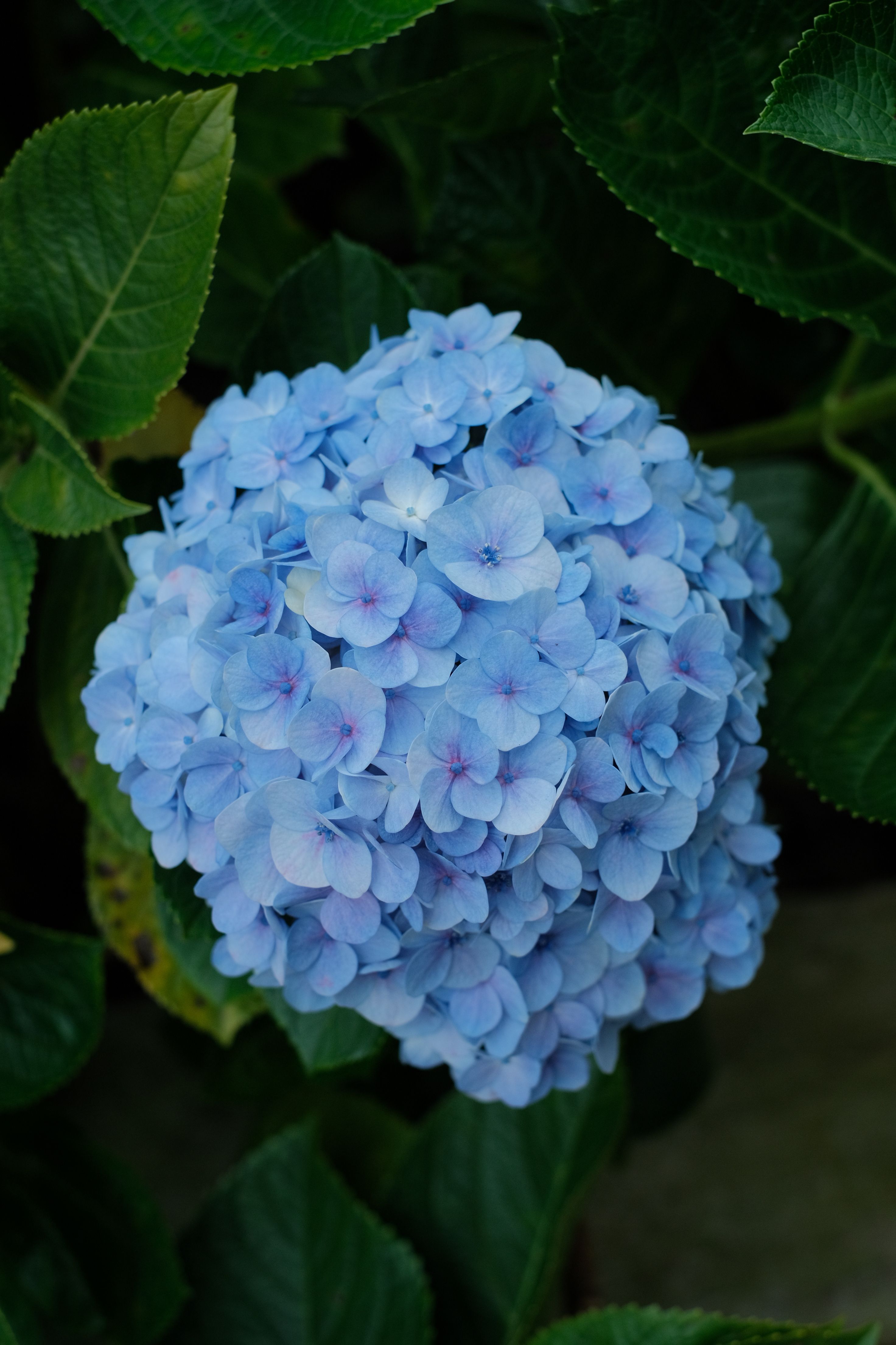 Flor De Hortênsia Azul Vibrante Em Plena Floração. · Foto profissional ...