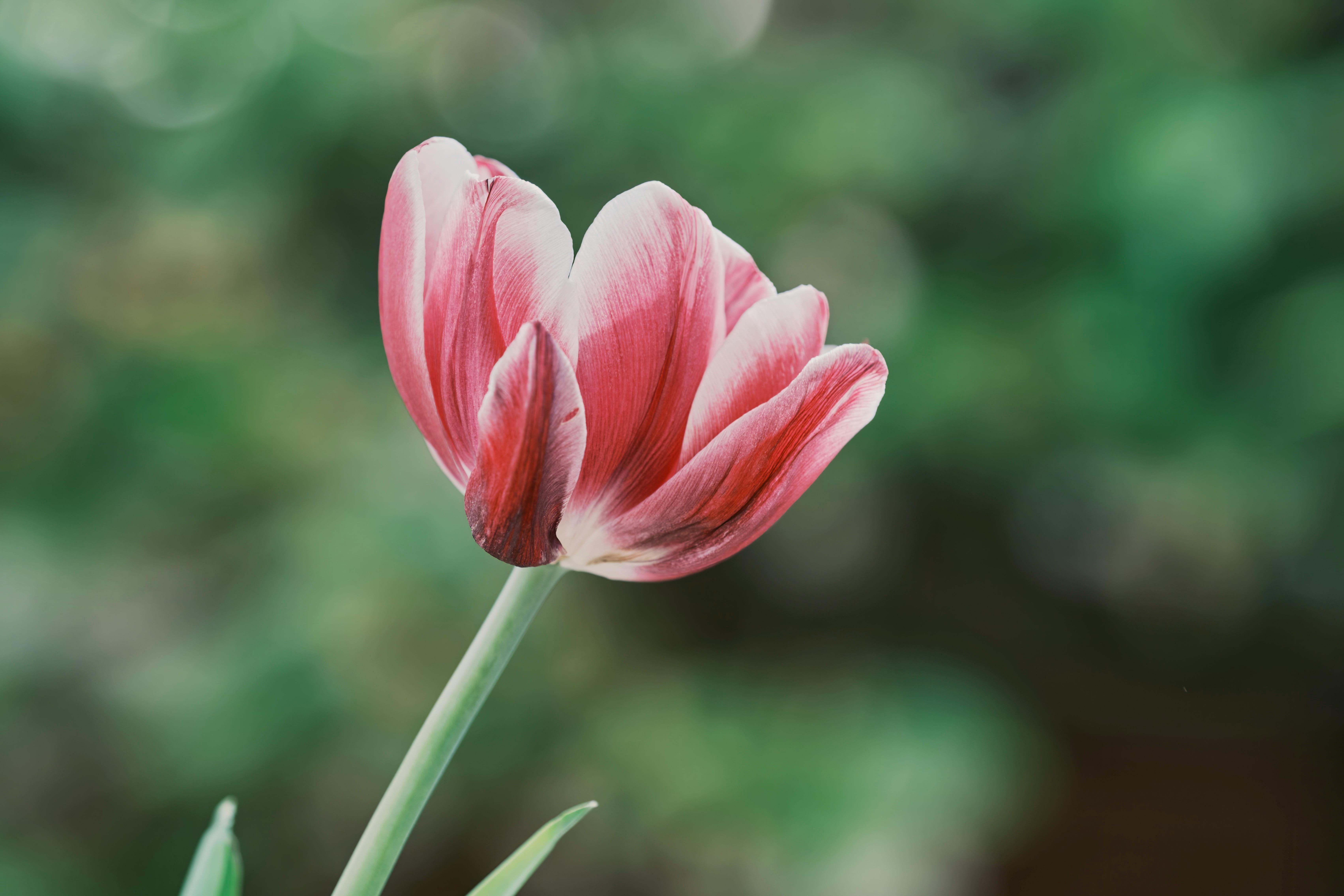 Elegant Red Tulip in Bloom with Green Bokeh · Free Stock Photo