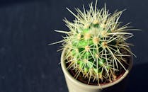 More 370 Spurred Synonyms. Similar words for Spurred.