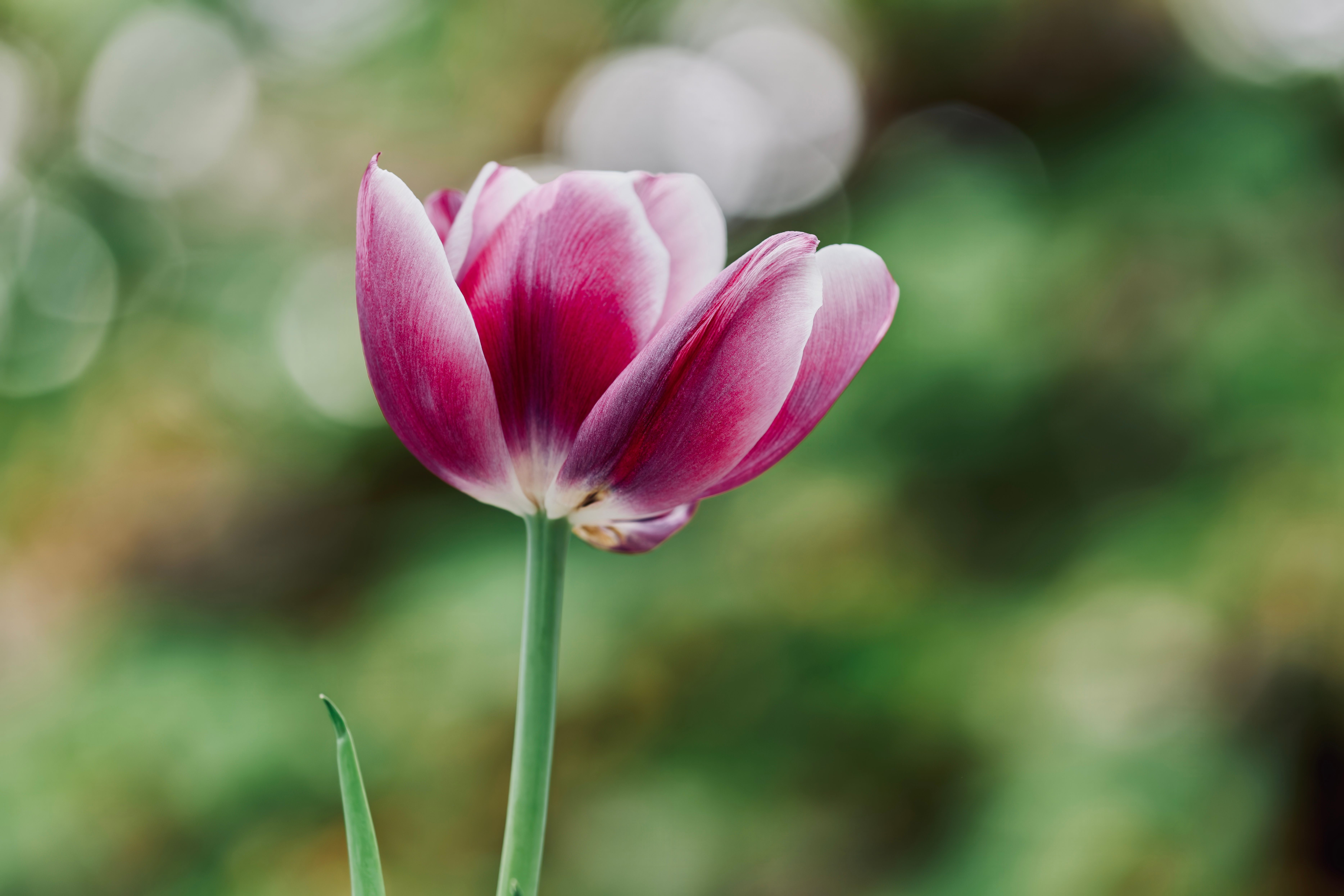 Elegant Red Tulip in Bloom with Green Bokeh · Free Stock Photo