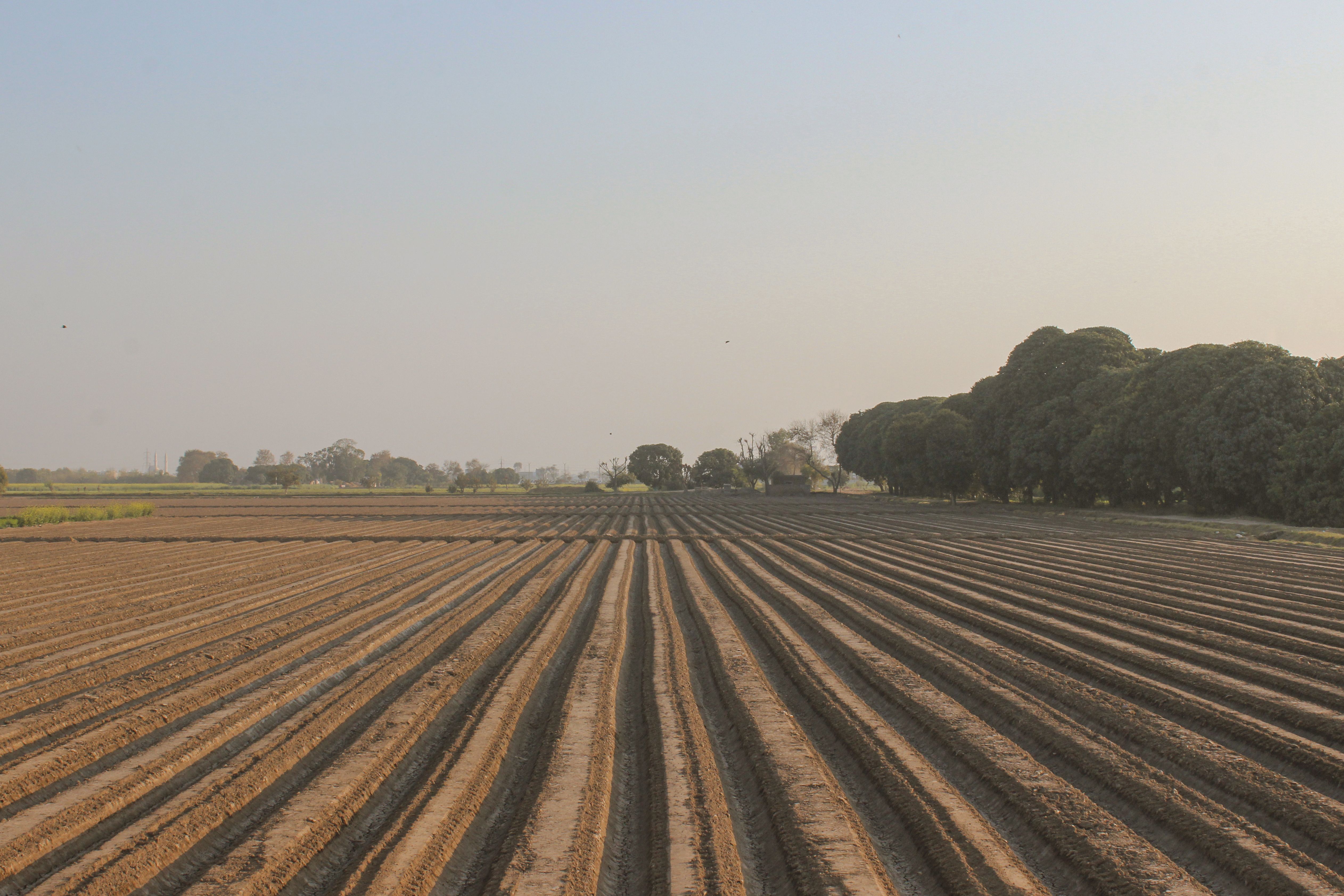 Punjab Khet Photos, Download The BEST Free Punjab Khet Stock Photos ...