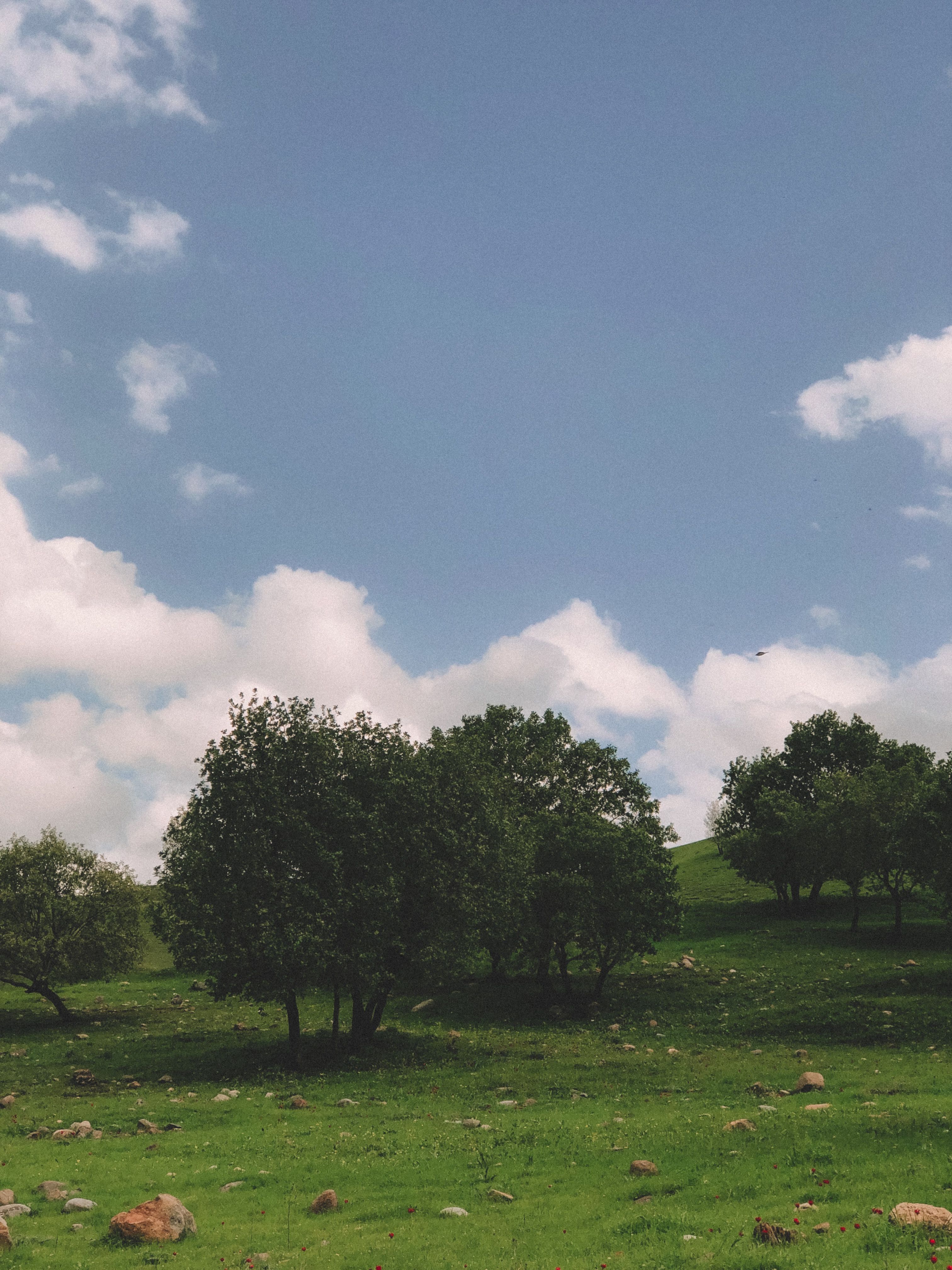 Forests, Nature, Blue Skies, White Clouds, Animals, Grasslands Photos ...