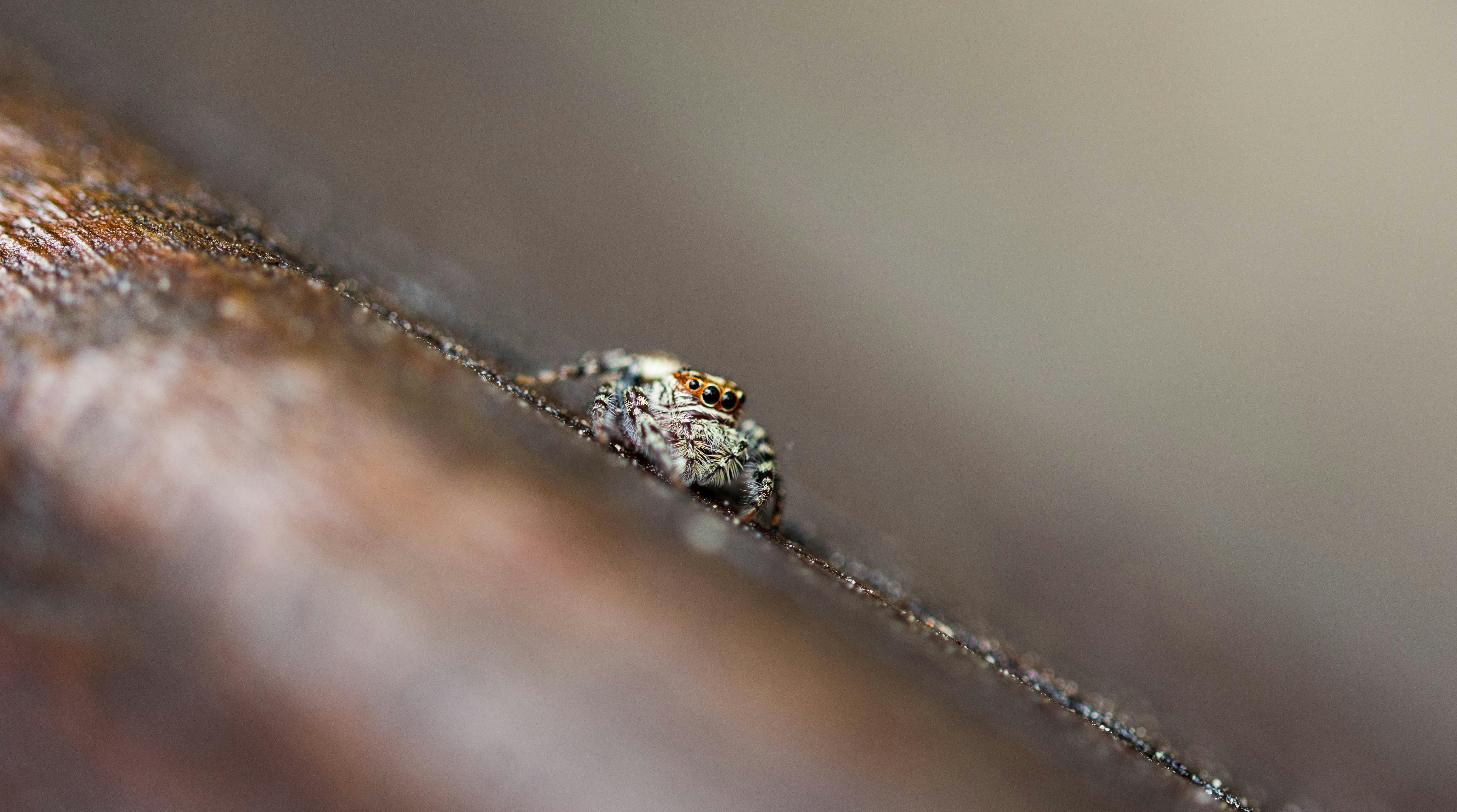 Jumping Spider Photos, Download The BEST Free Jumping Spider Stock ...