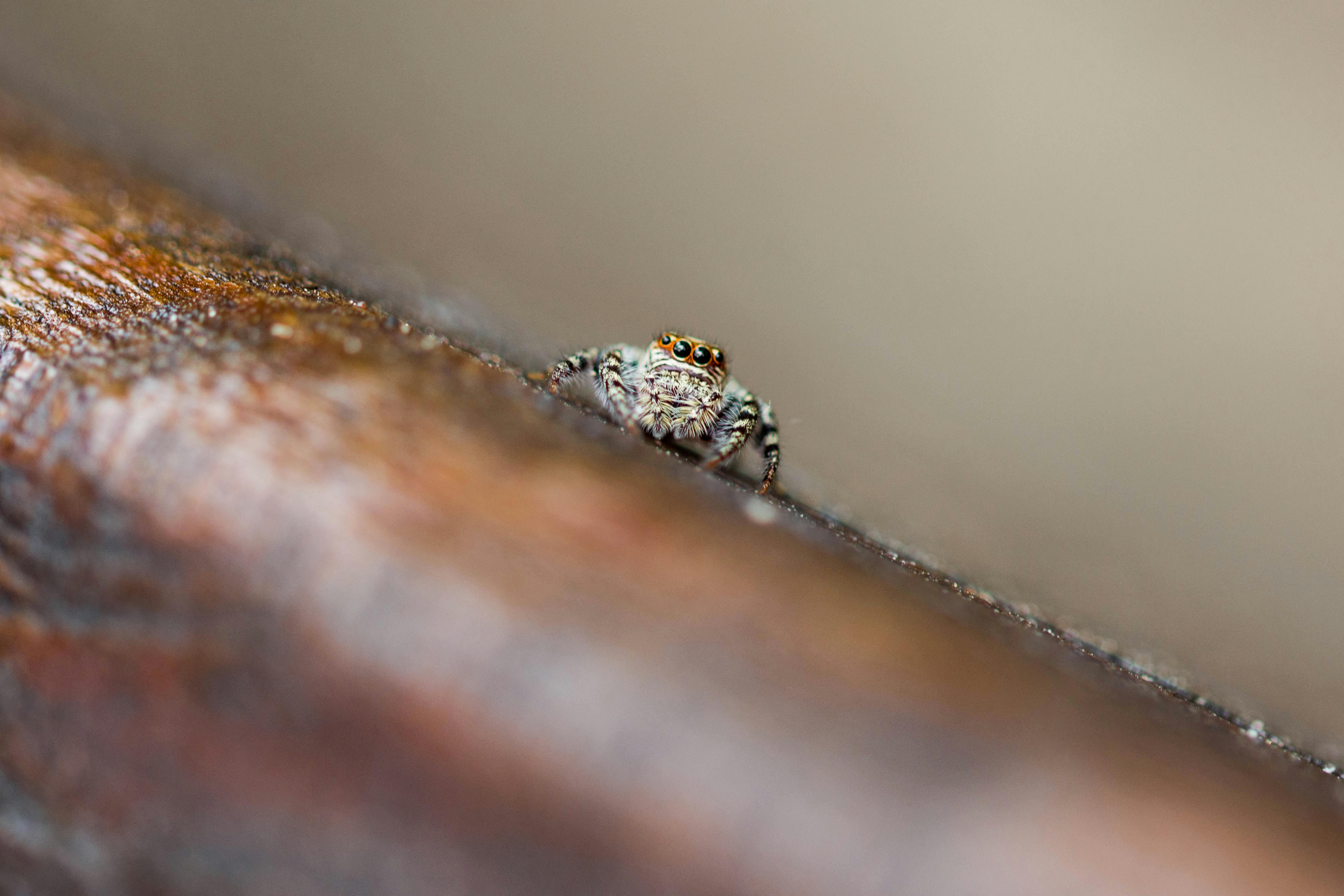 Jumping Spider Photos, Download The BEST Free Jumping Spider Stock ...