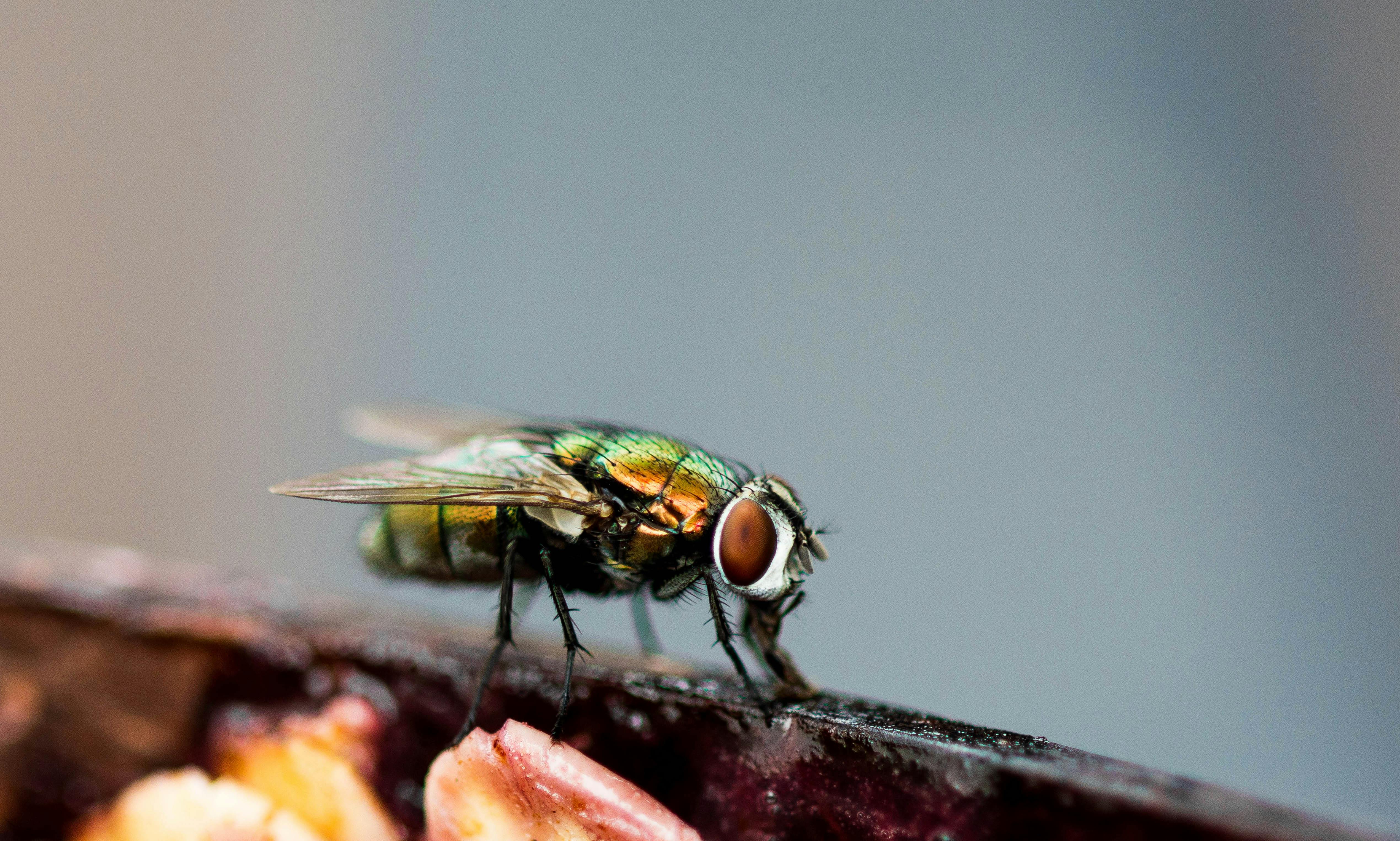 Common Pest Photos, Download The BEST Free Common Pest Stock Photos ...