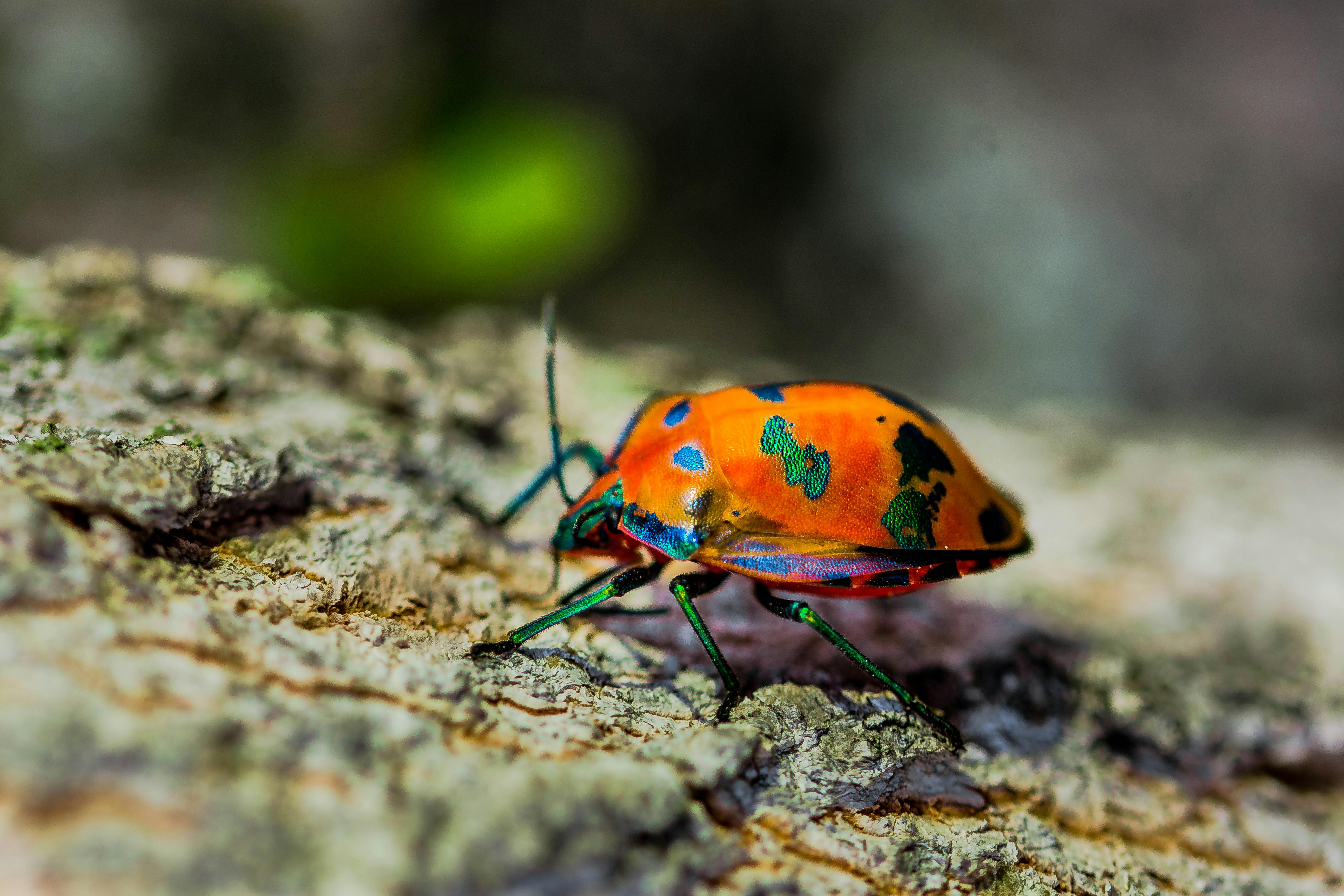 Free stock photo of beetle, Harlequin Bug, insect