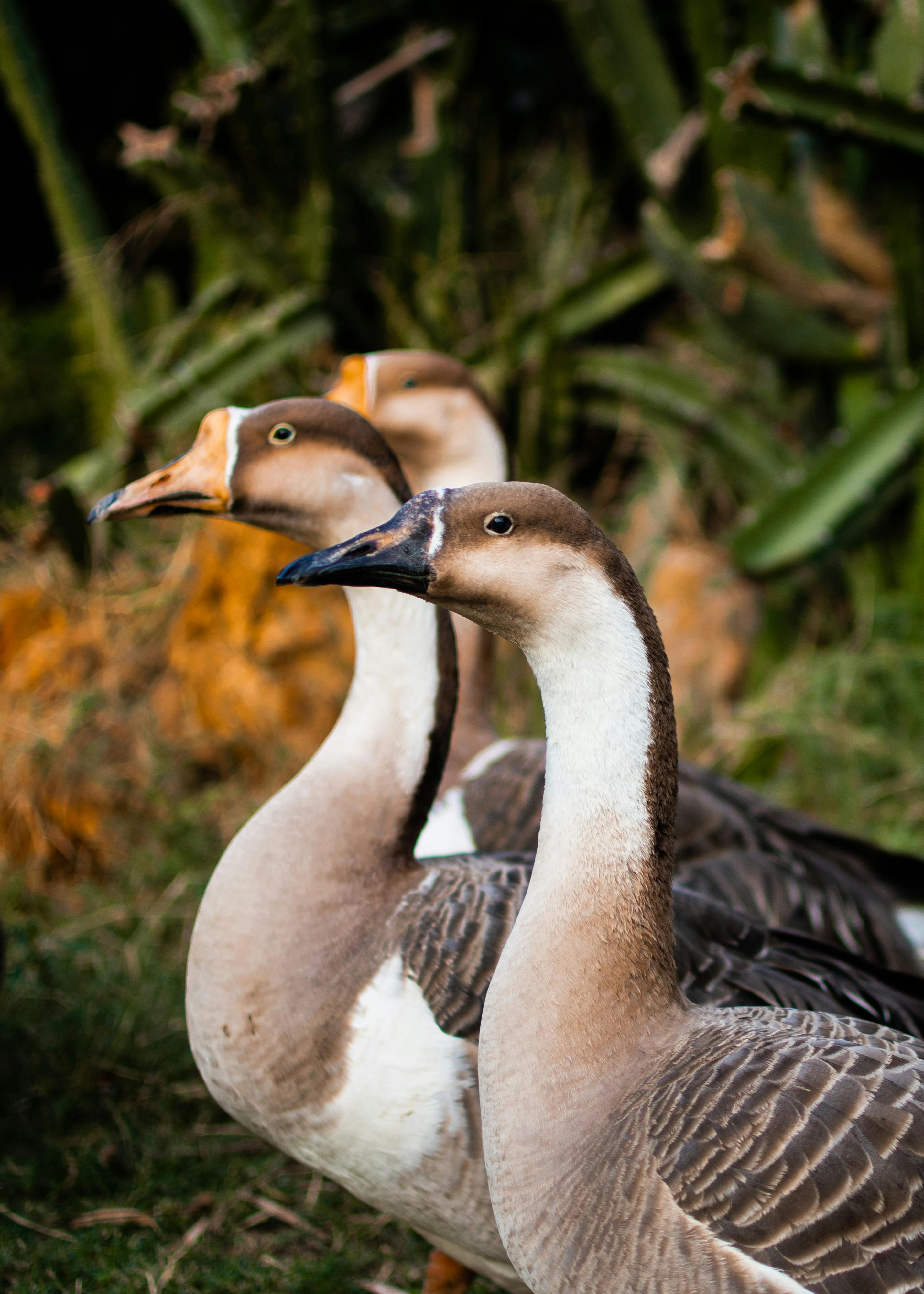 Cute Ducks Photos, Download The BEST Free Cute Ducks Stock Photos & HD ...