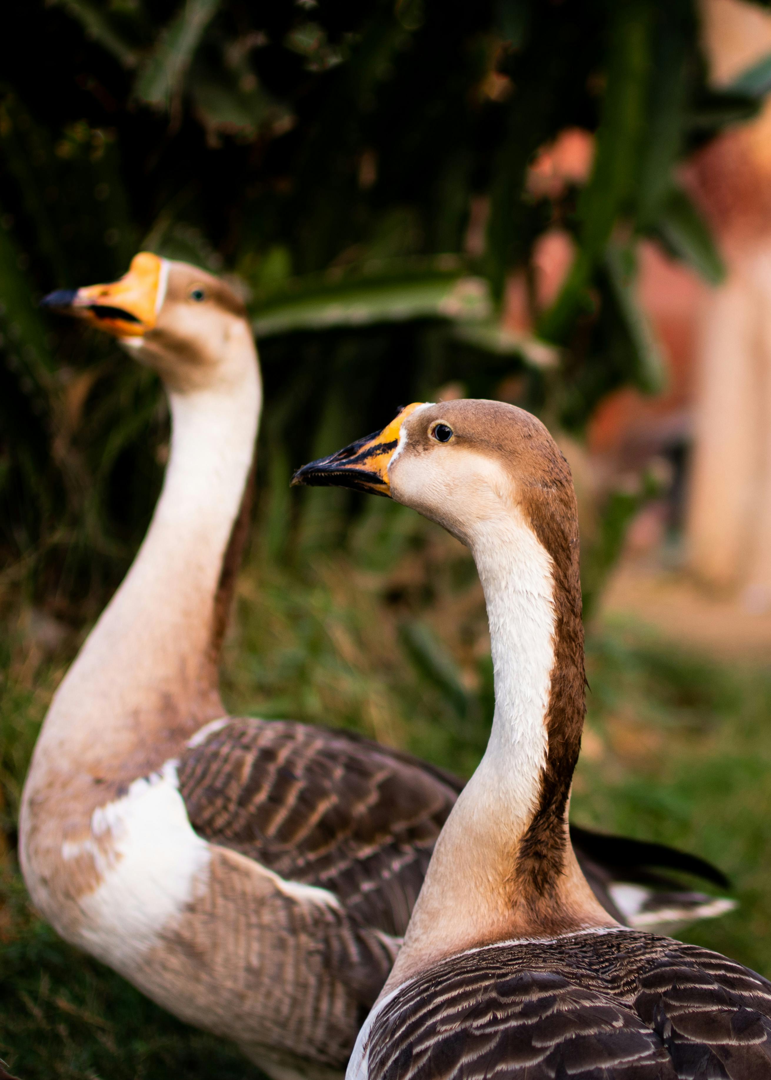 Poultry Birds Pictures Photos, Download The BEST Free Poultry Birds ...