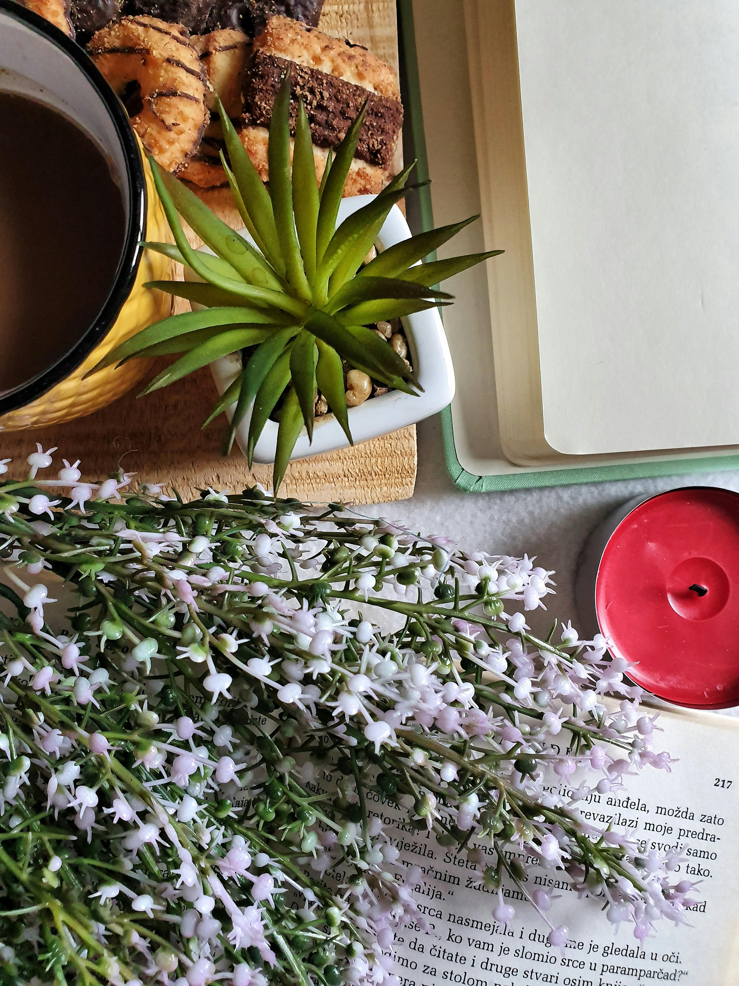 Vera Page Photos, Download The BEST Free Vera Page Stock Photos & HD Images