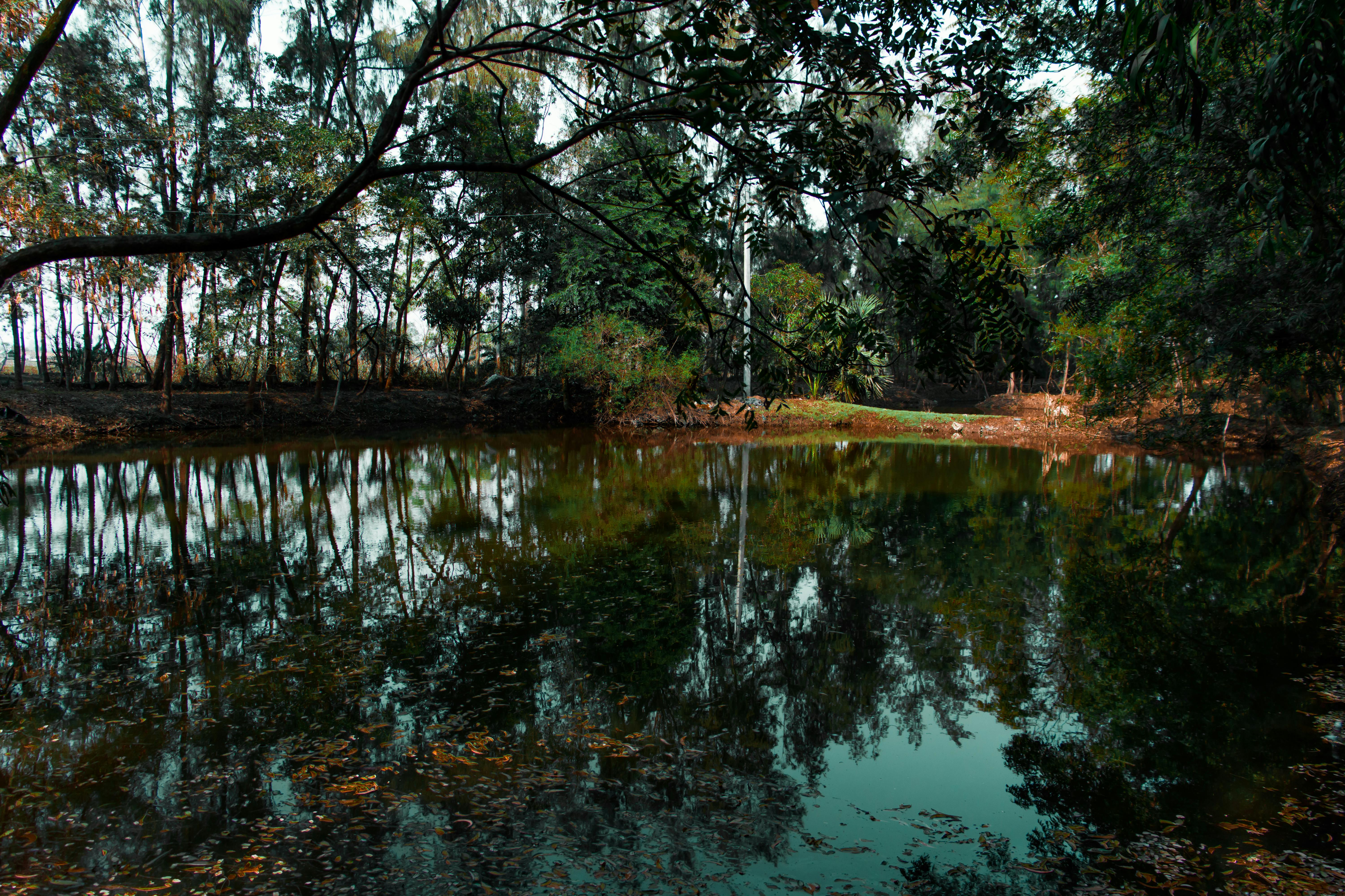 Green Trees Beside Body of Water · Free Stock Photo