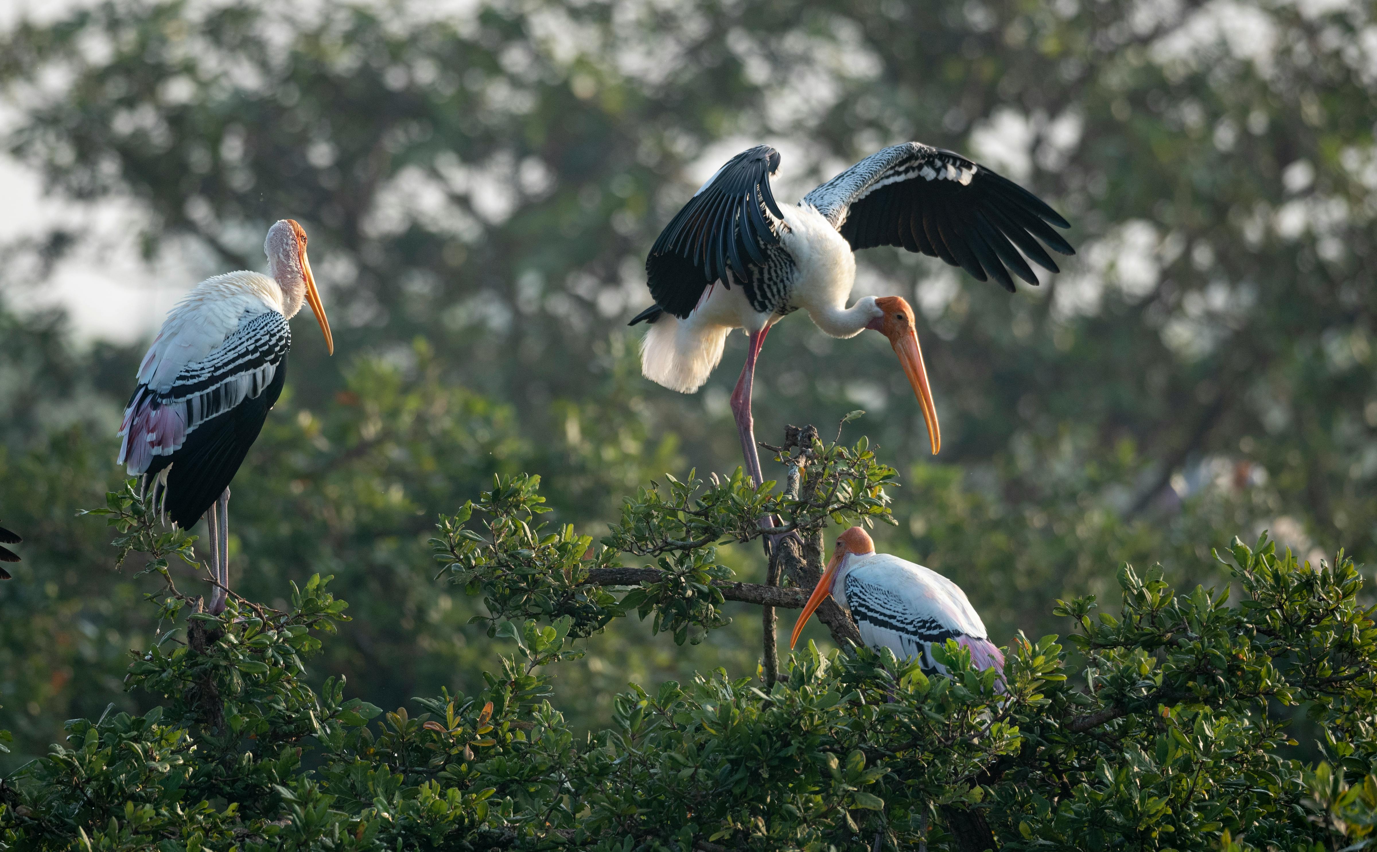 White Stork Perched Birds on Tree Branch · Free Stock Photo