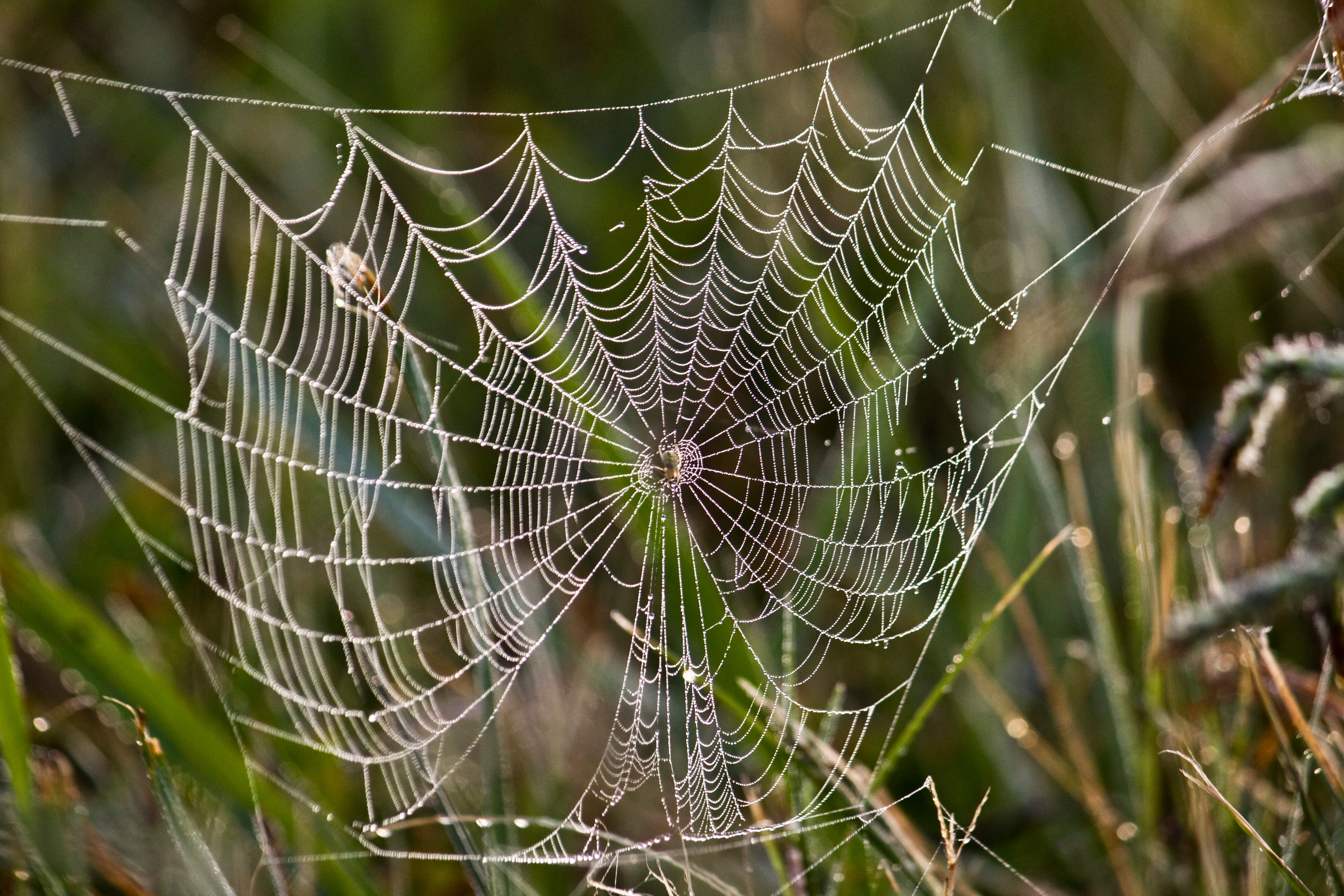 Food Webs Photos, Download The BEST Free Food Webs Stock Photos & HD Images