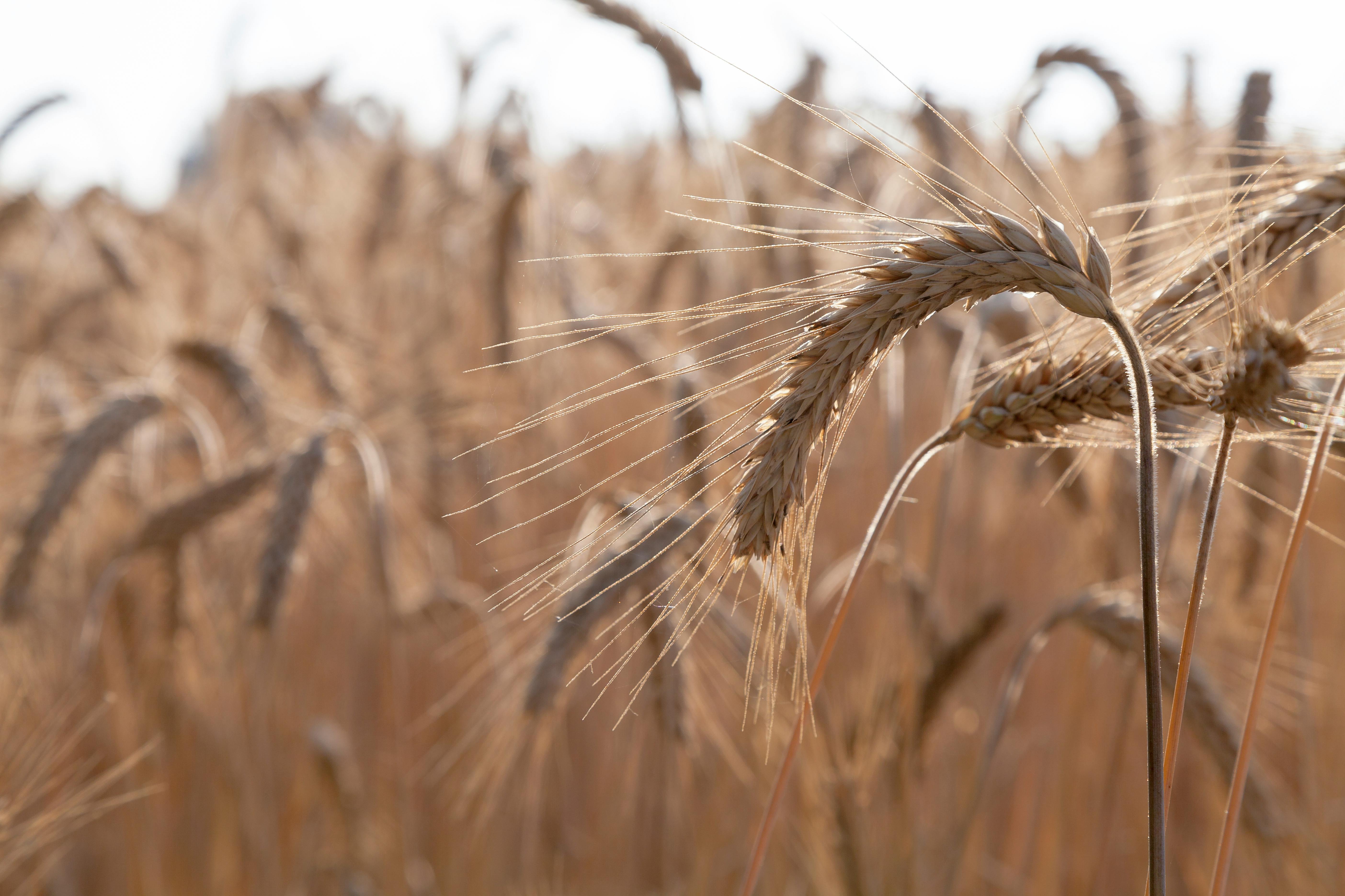 How to Get Rid of Slugs on Peace Lily Plant | Live to Plant