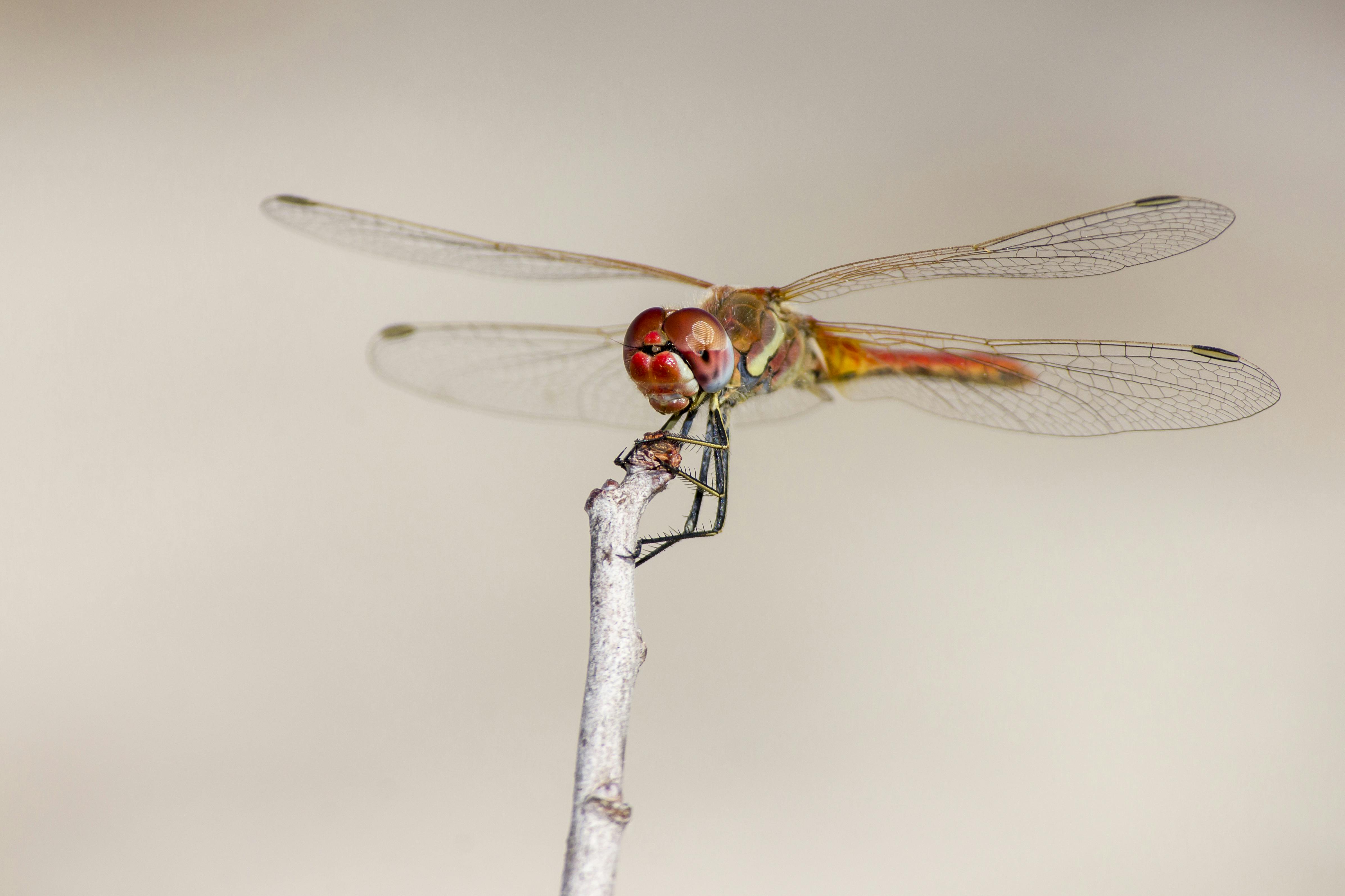 Dragonfly Perched On Brown Stem In Close Up Photography · Free Stock Photo